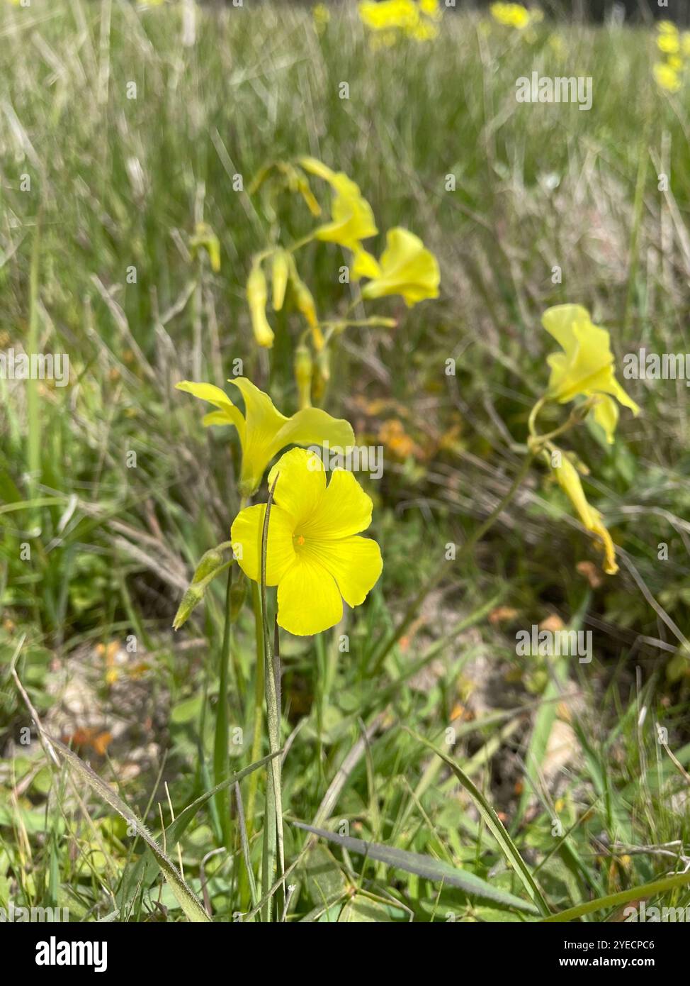 Bermuda buttercup (Oxalis pes-caprae Stock Photo - Alamy