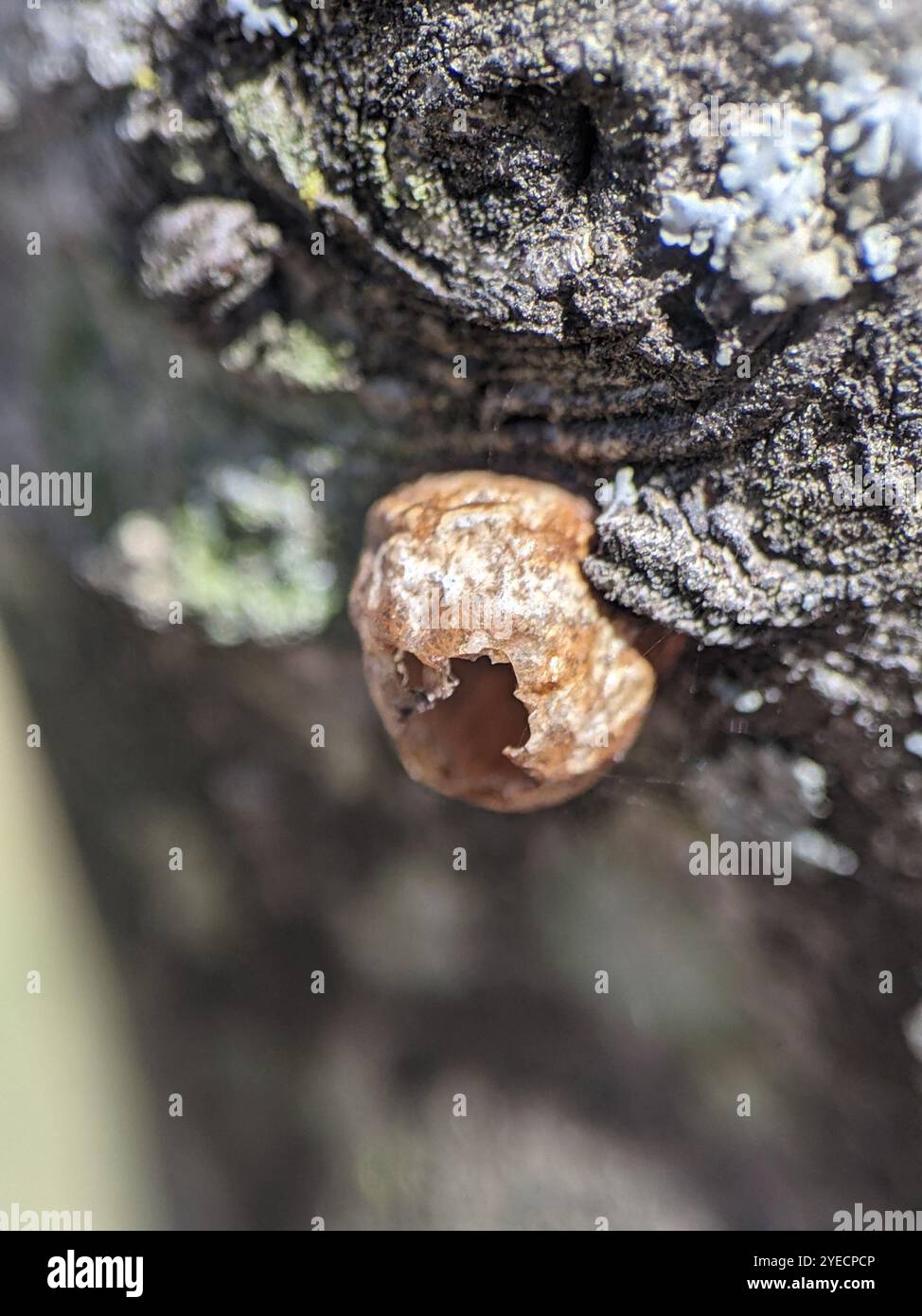 calico scale (Eulecanium cerasorum Stock Photo - Alamy