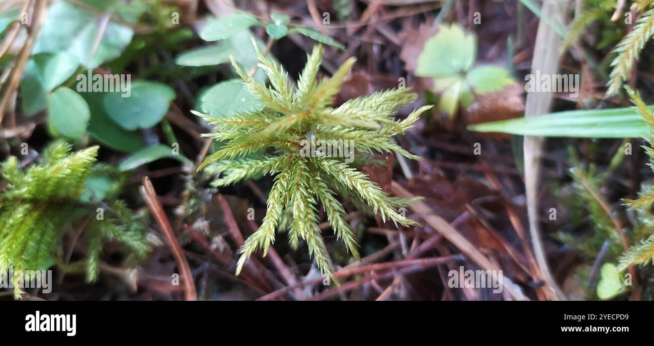 Climacium dendroides climacium dendroides hi-res stock photography and ...