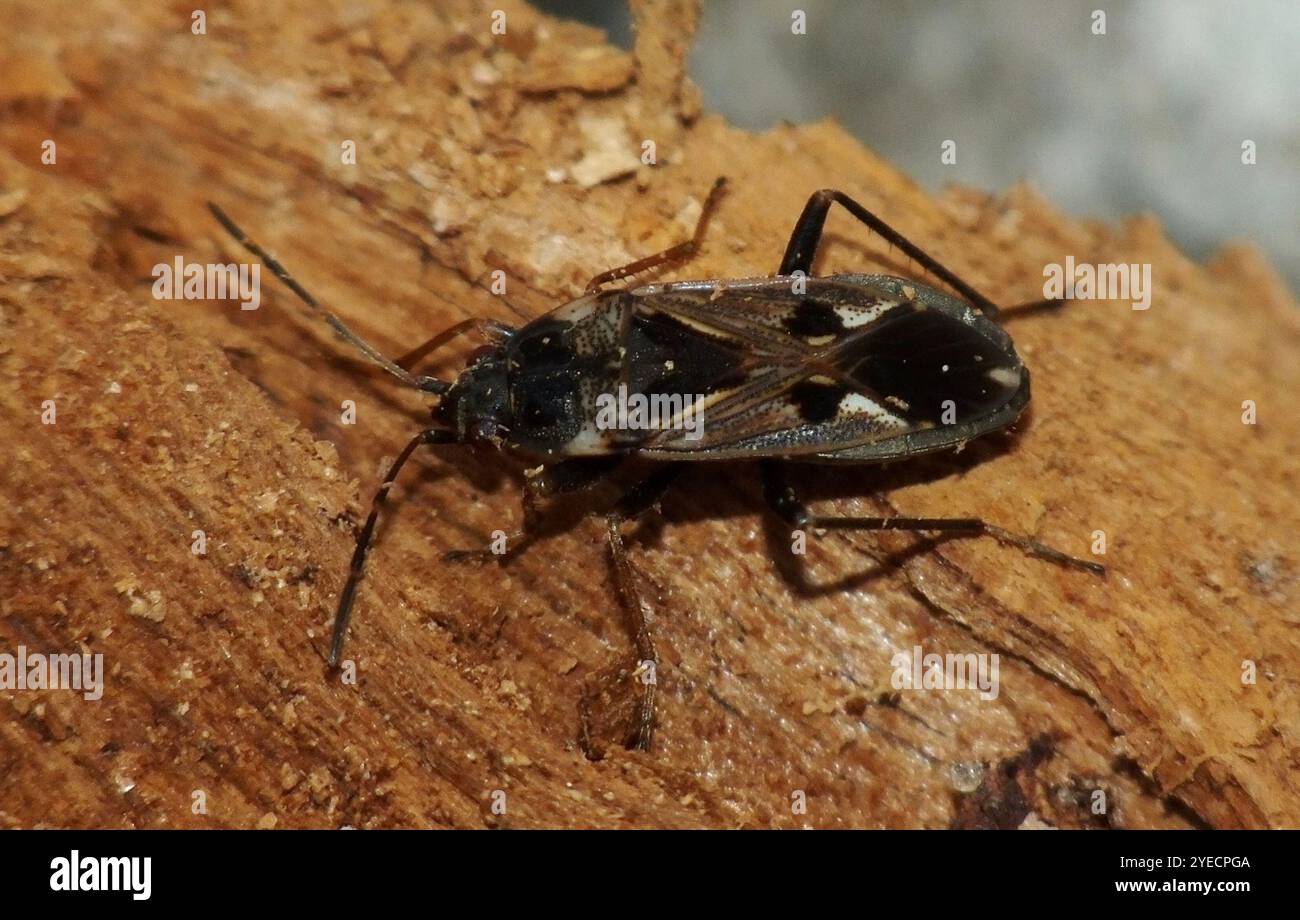 bright-spotted groundbug (Rhyparochromus vulgaris Stock Photo - Alamy