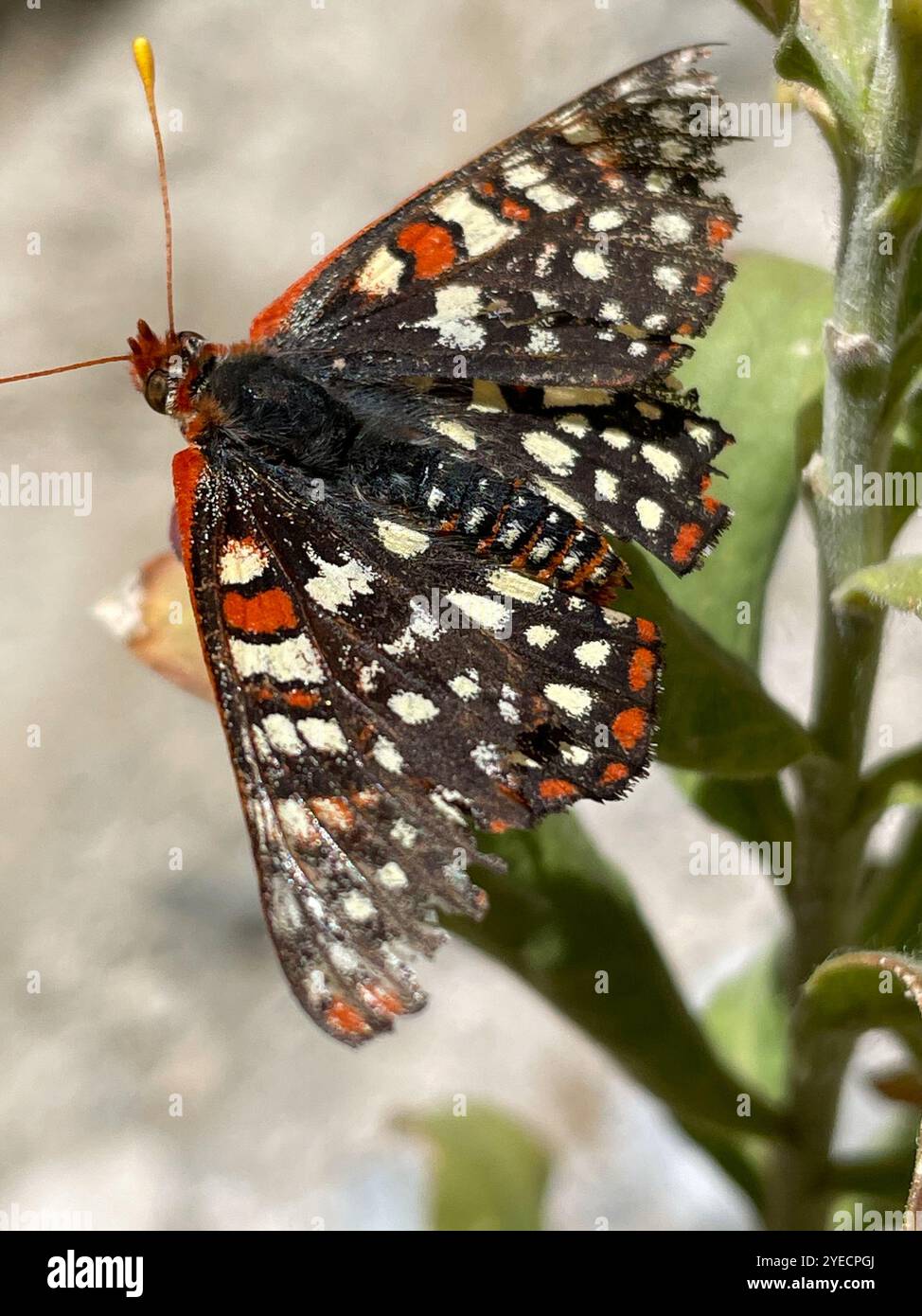 Variable Checkerspot (Euphydryas chalcedona Stock Photo - Alamy