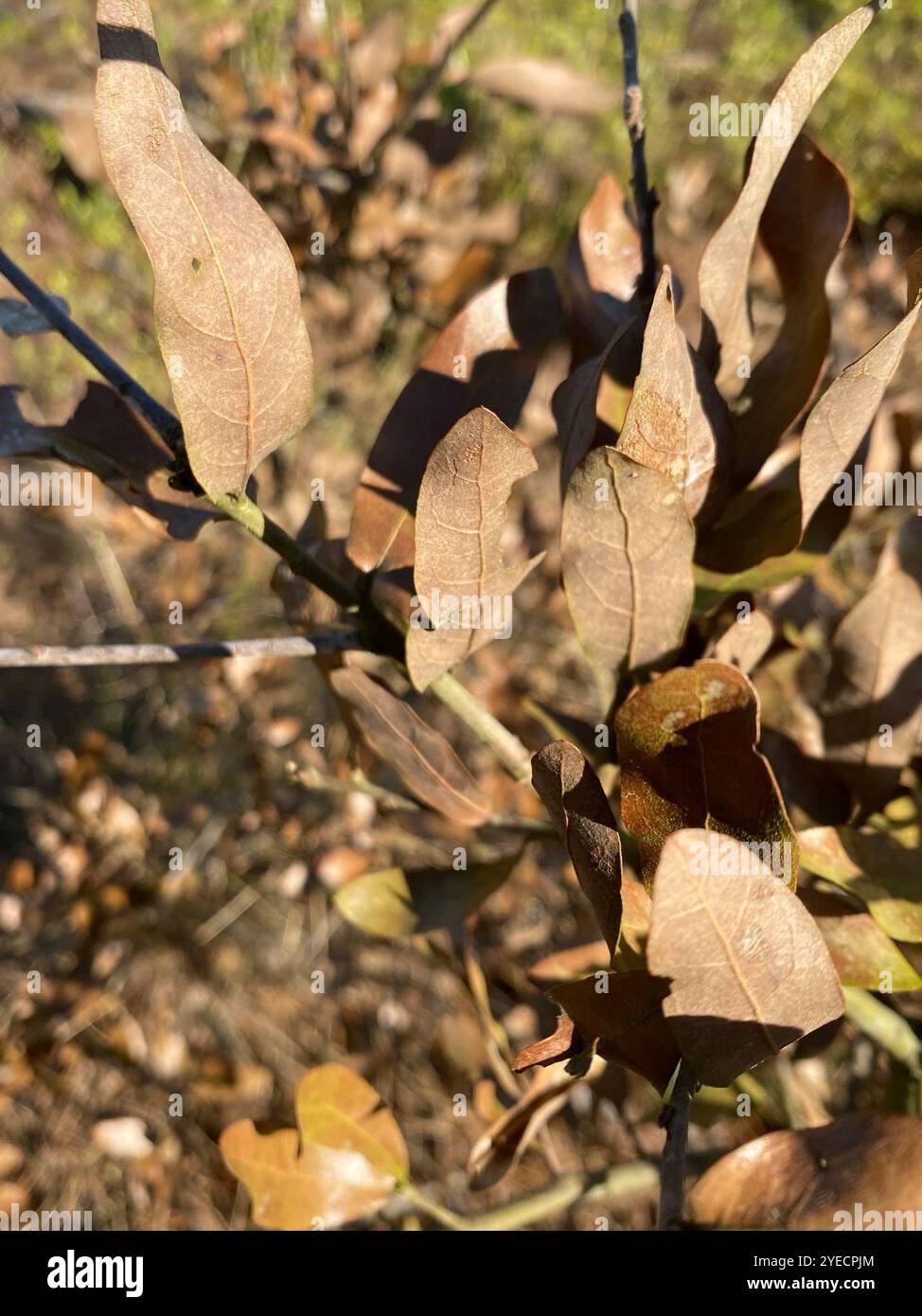 bluejack oak (Quercus incana Stock Photo - Alamy