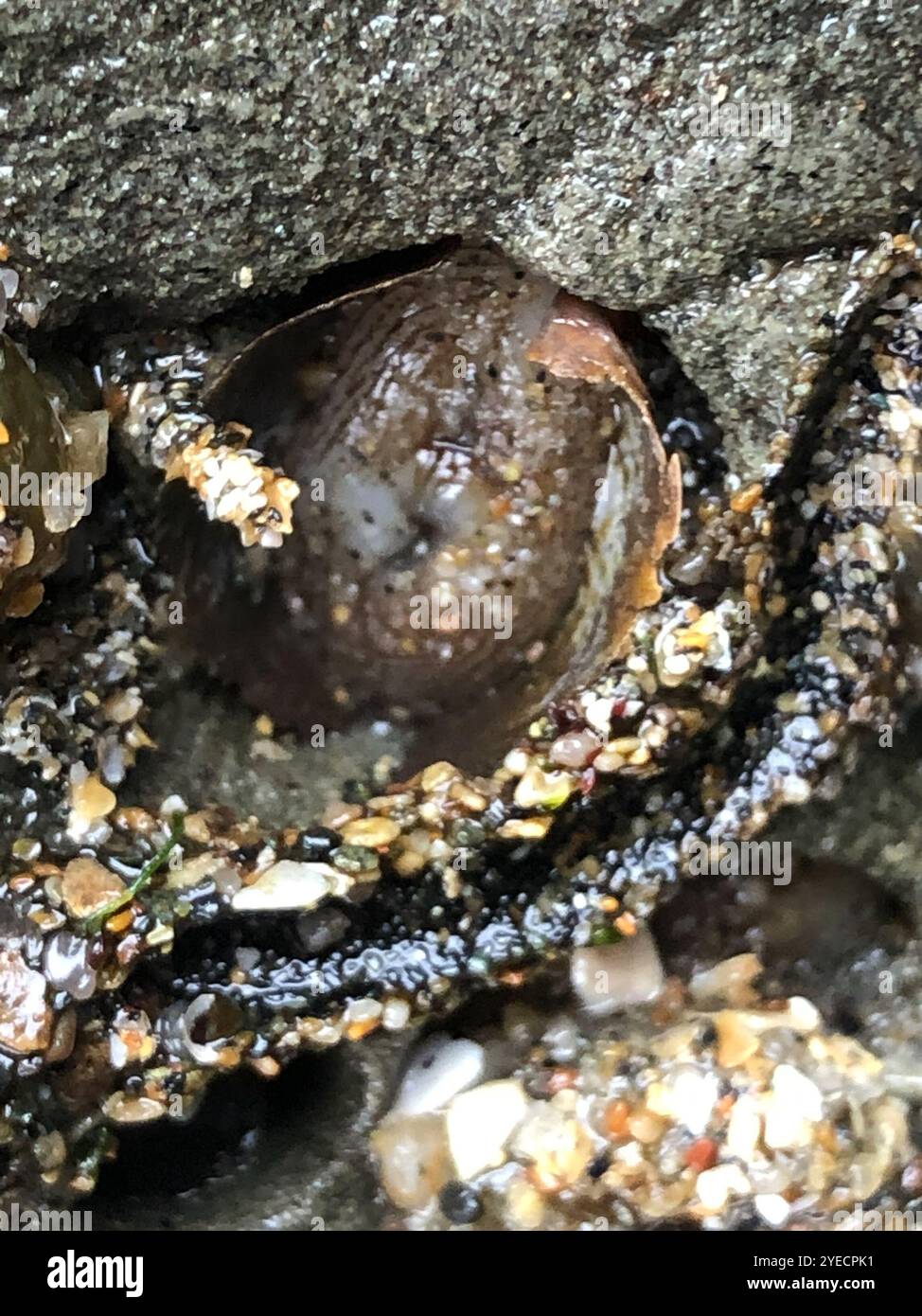 Penitella penita hi-res stock photography and images - Alamy