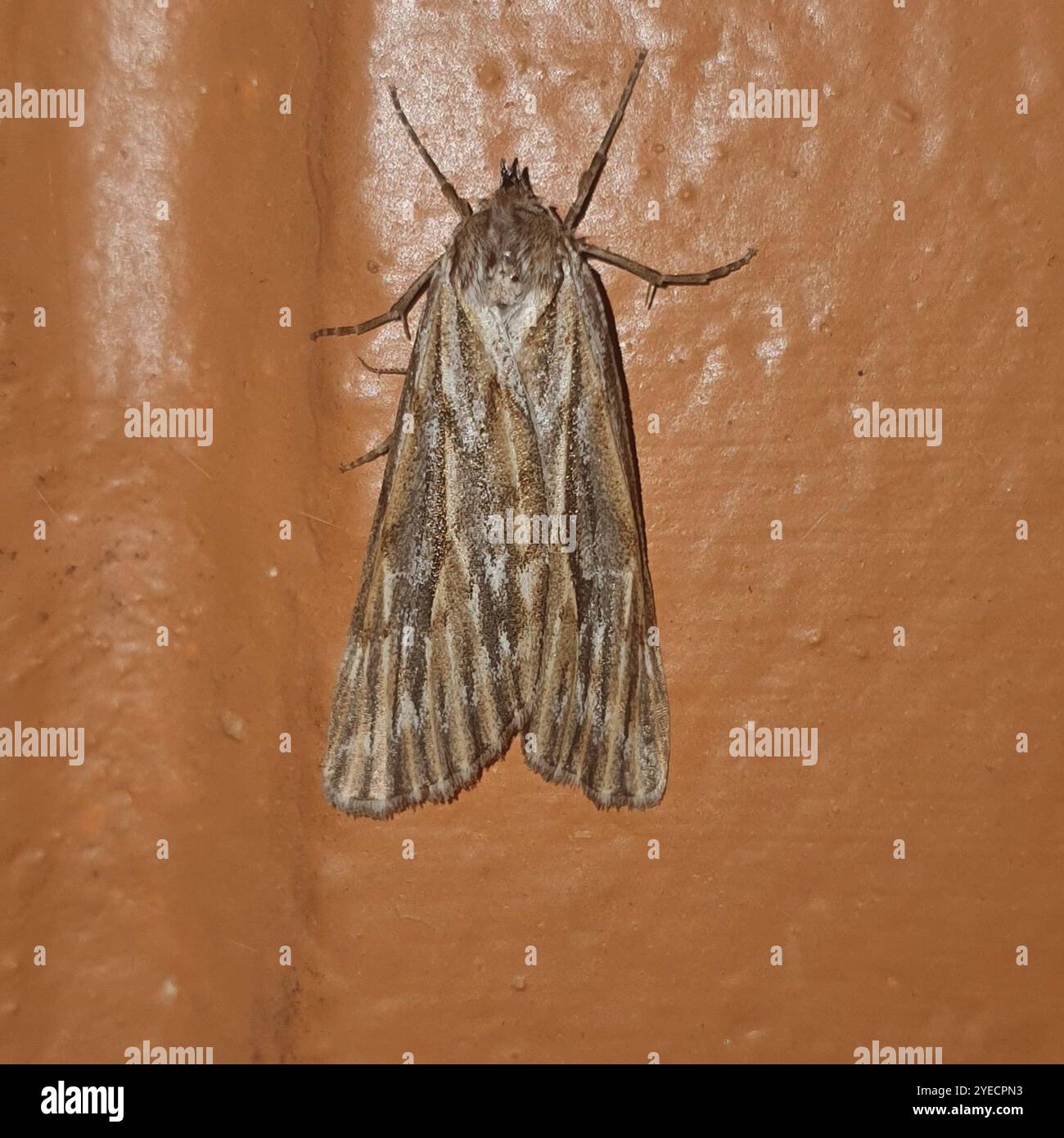 Ciampa hi-res stock photography and images - Alamy