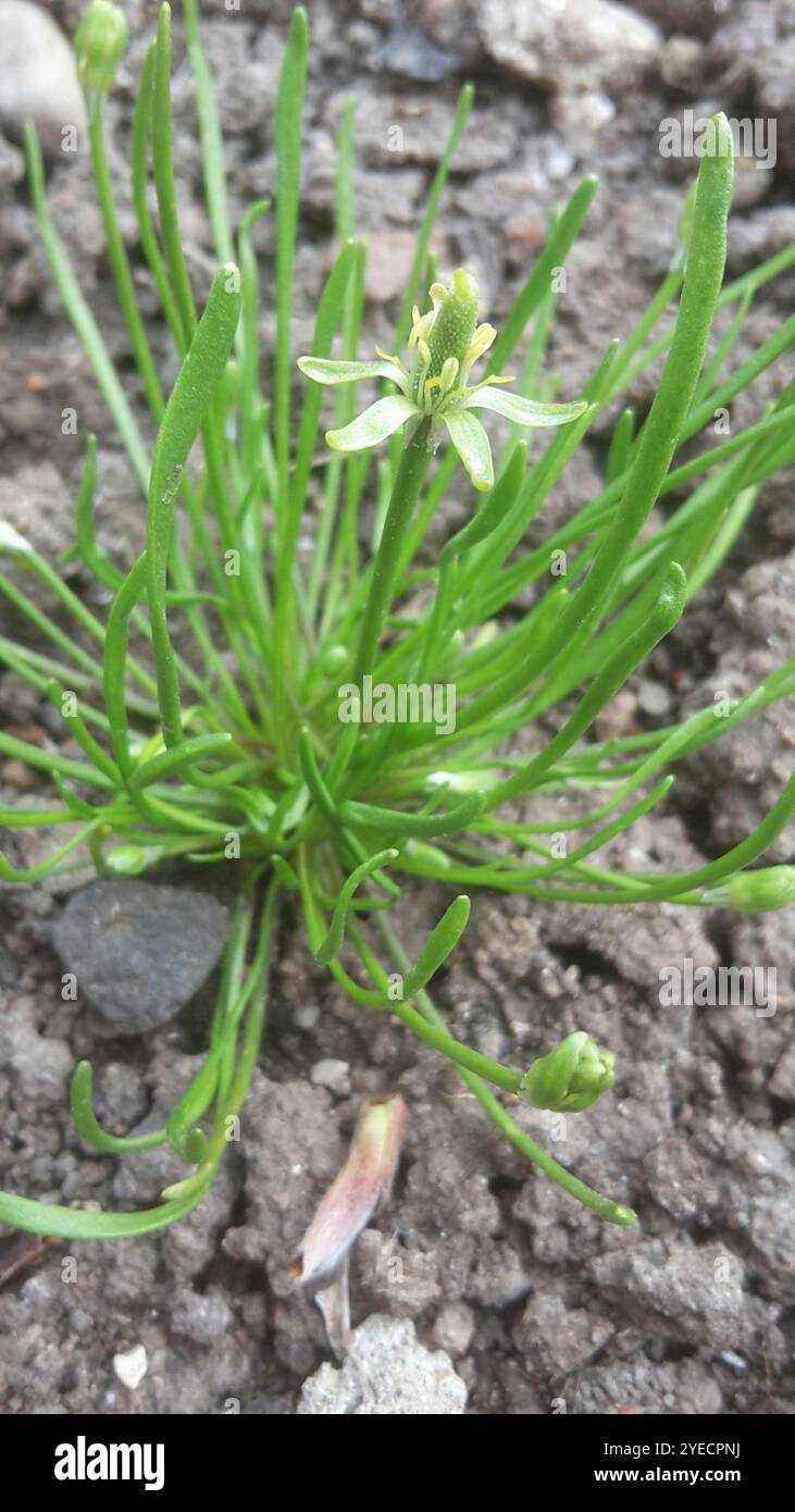 Tiny Mousetail (Myosurus minimus Stock Photo - Alamy