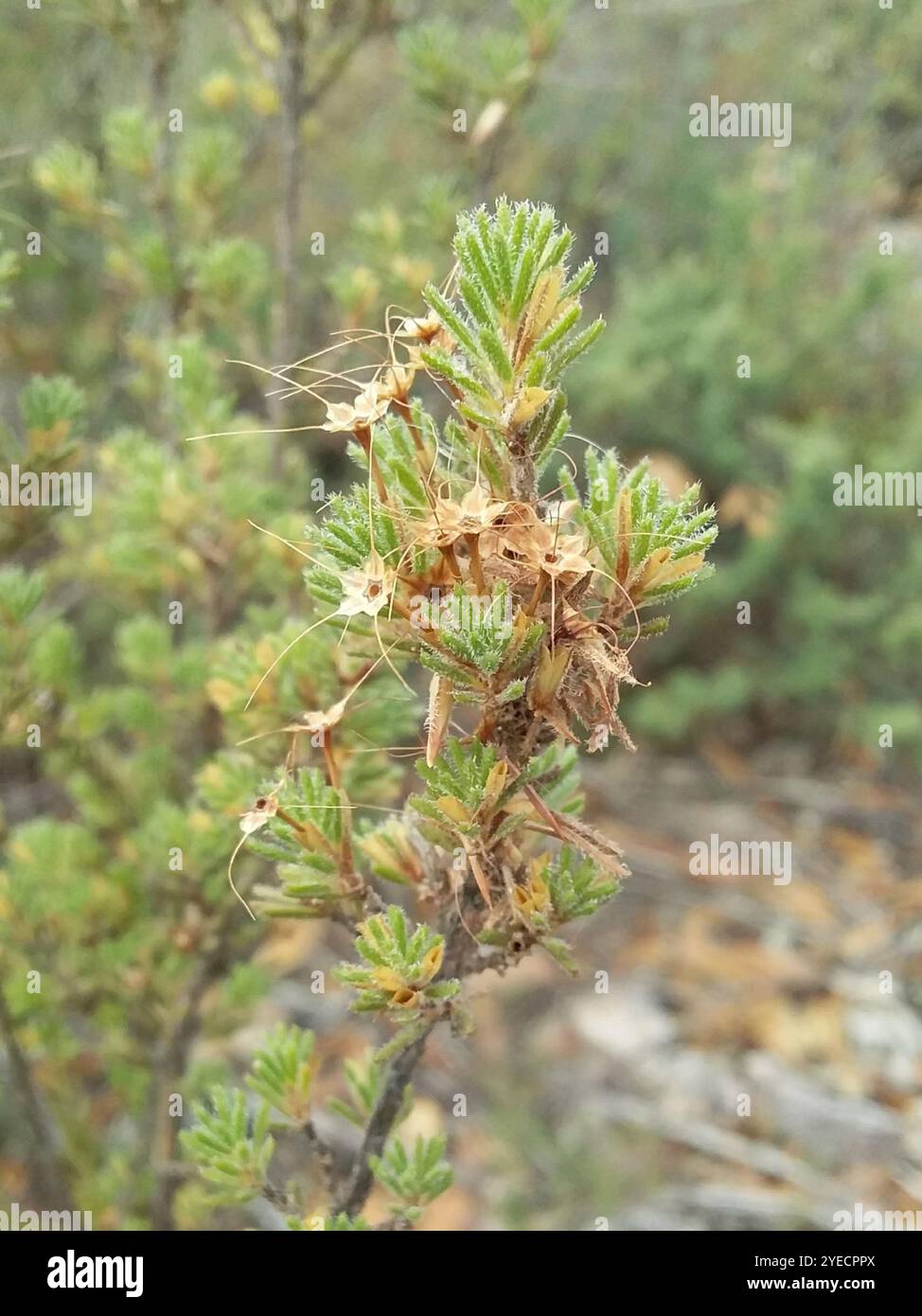 Fringe Myrtle (Calytrix tetragona Stock Photo - Alamy