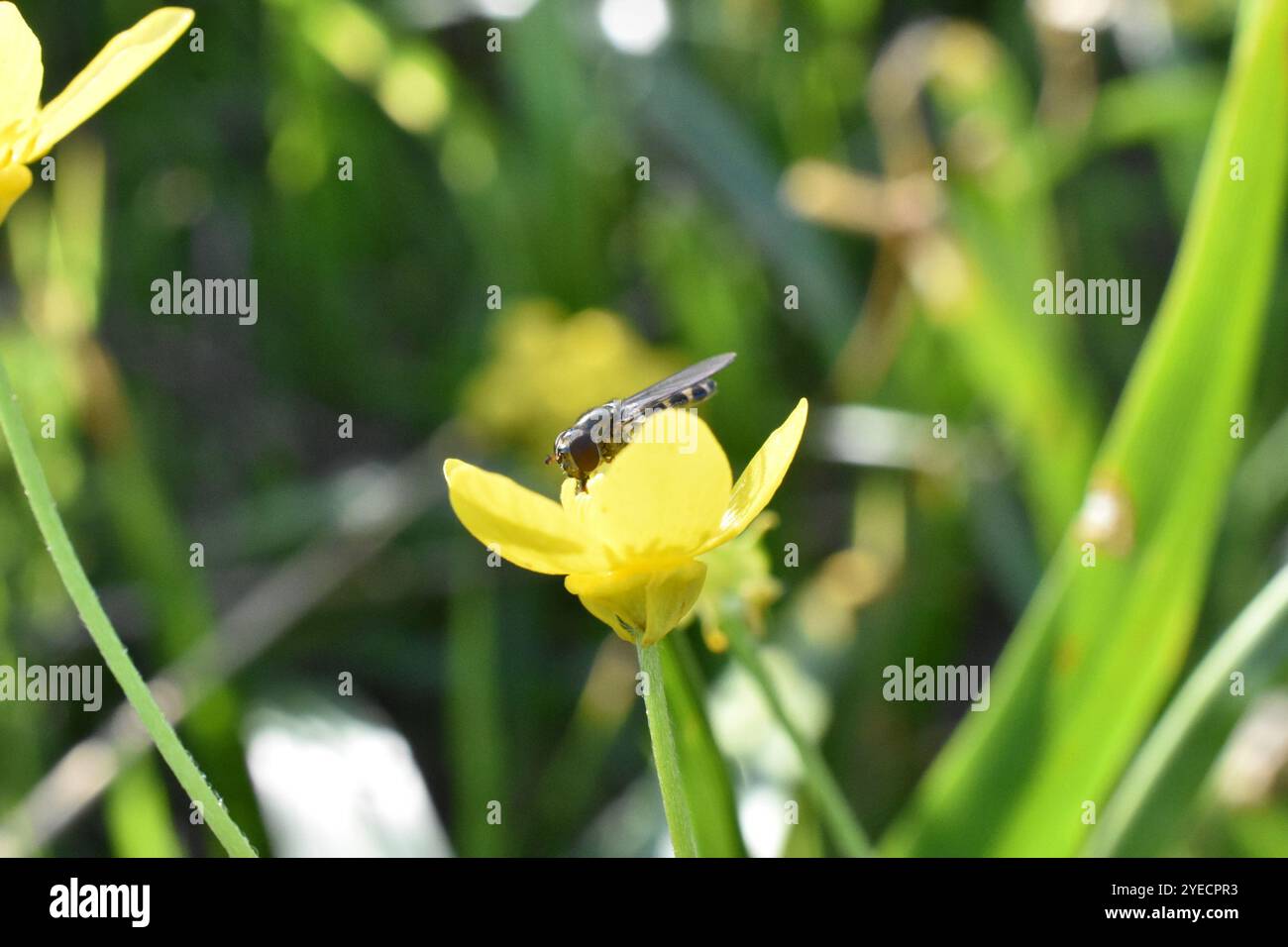 Variable Duskyface Fly (Melanostoma mellinum Stock Photo - Alamy