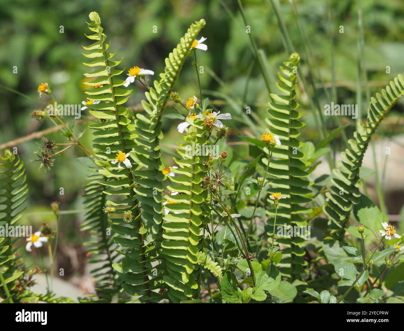 Fishbone Fern (Nephrolepis cordifolia Stock Photo - Alamy