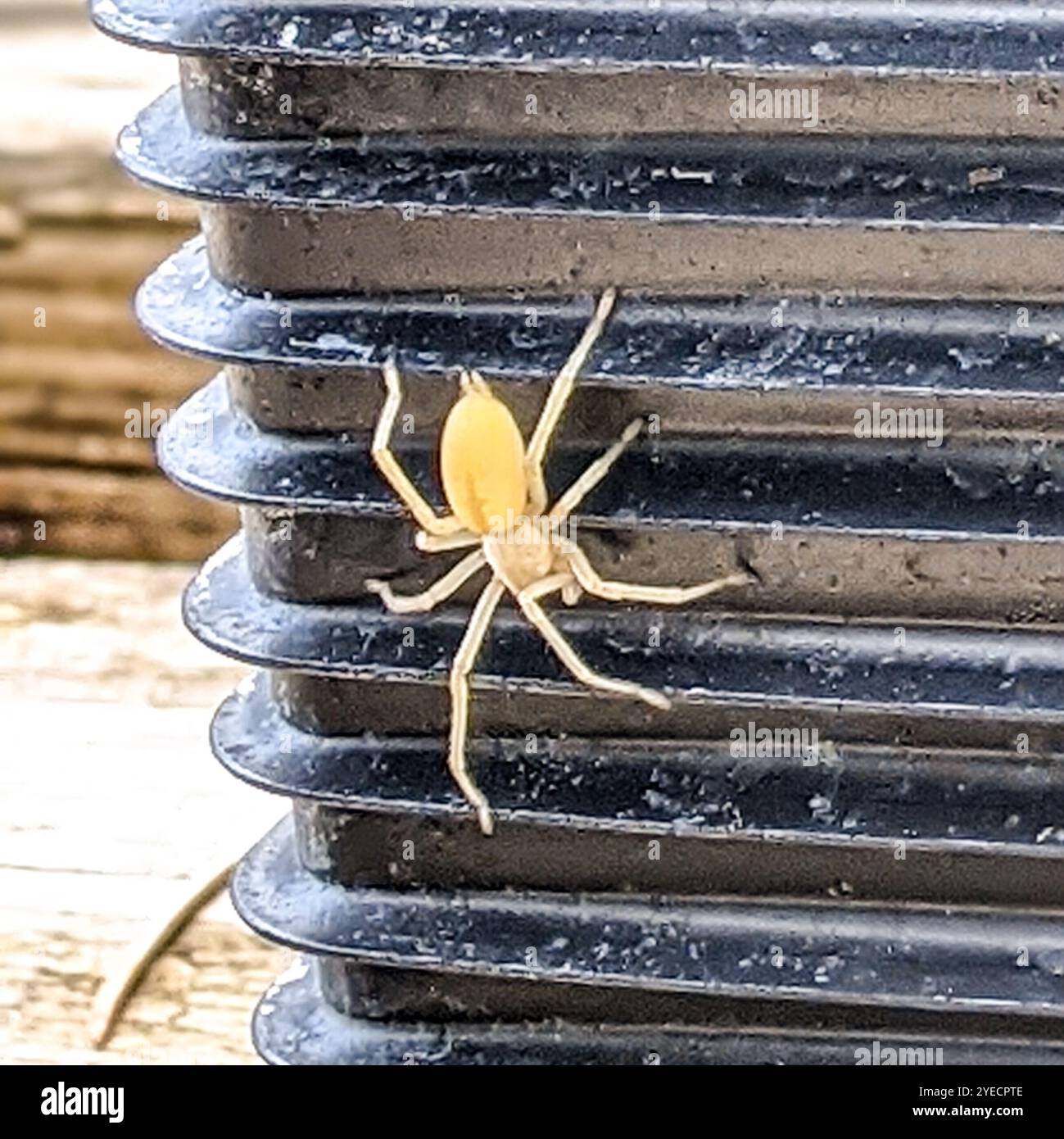 Northern Yellow Sac Spider (Cheiracanthium mildei Stock Photo - Alamy