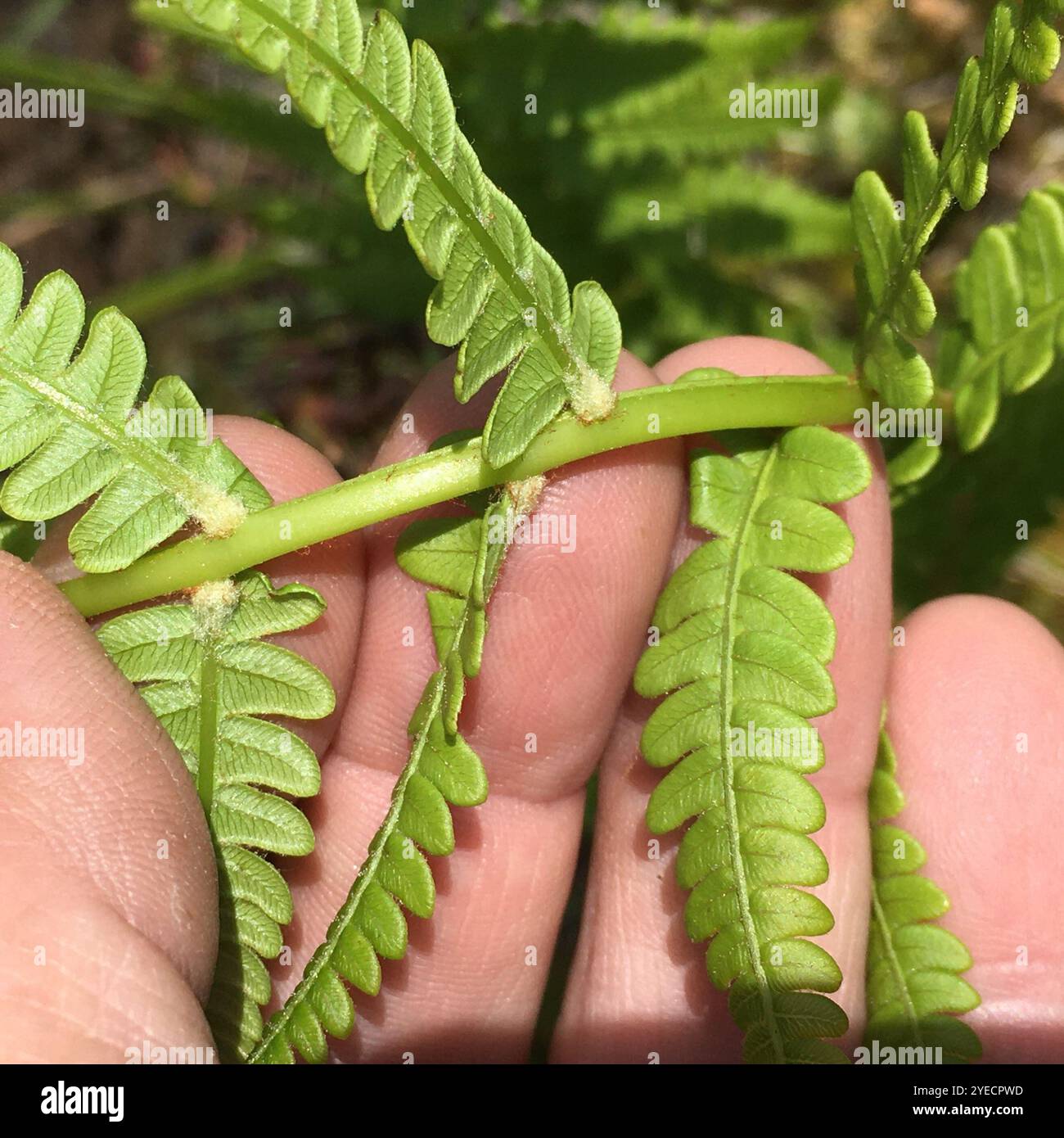 cinnamon fern (Osmundastrum cinnamomeum Stock Photo - Alamy