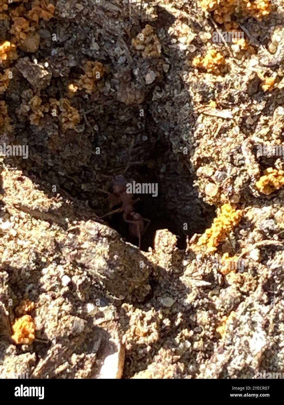 Northern Fungus-farming Ant (Trachymyrmex septentrionalis Stock Photo ...