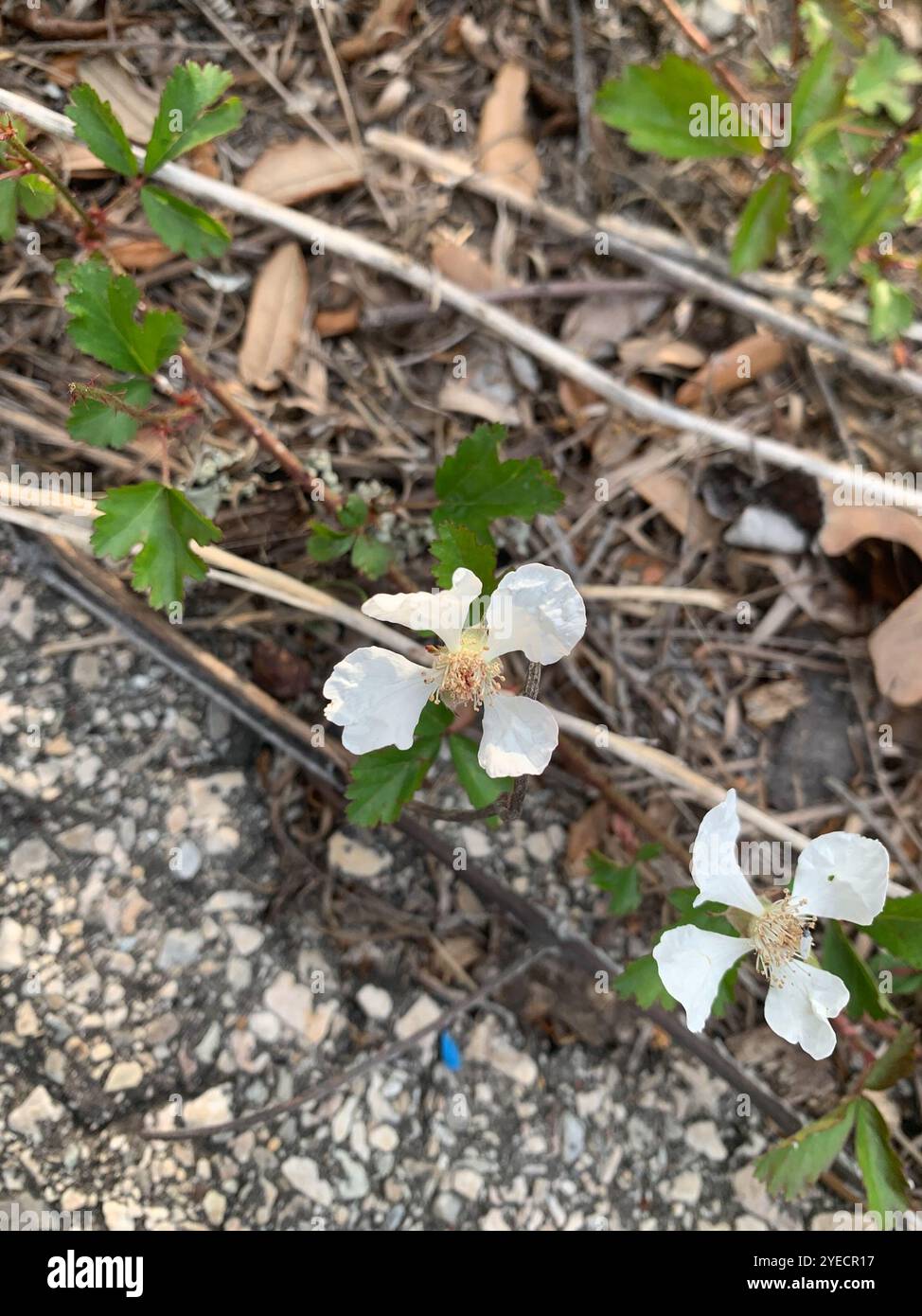 southern dewberry (Rubus trivialis Stock Photo - Alamy