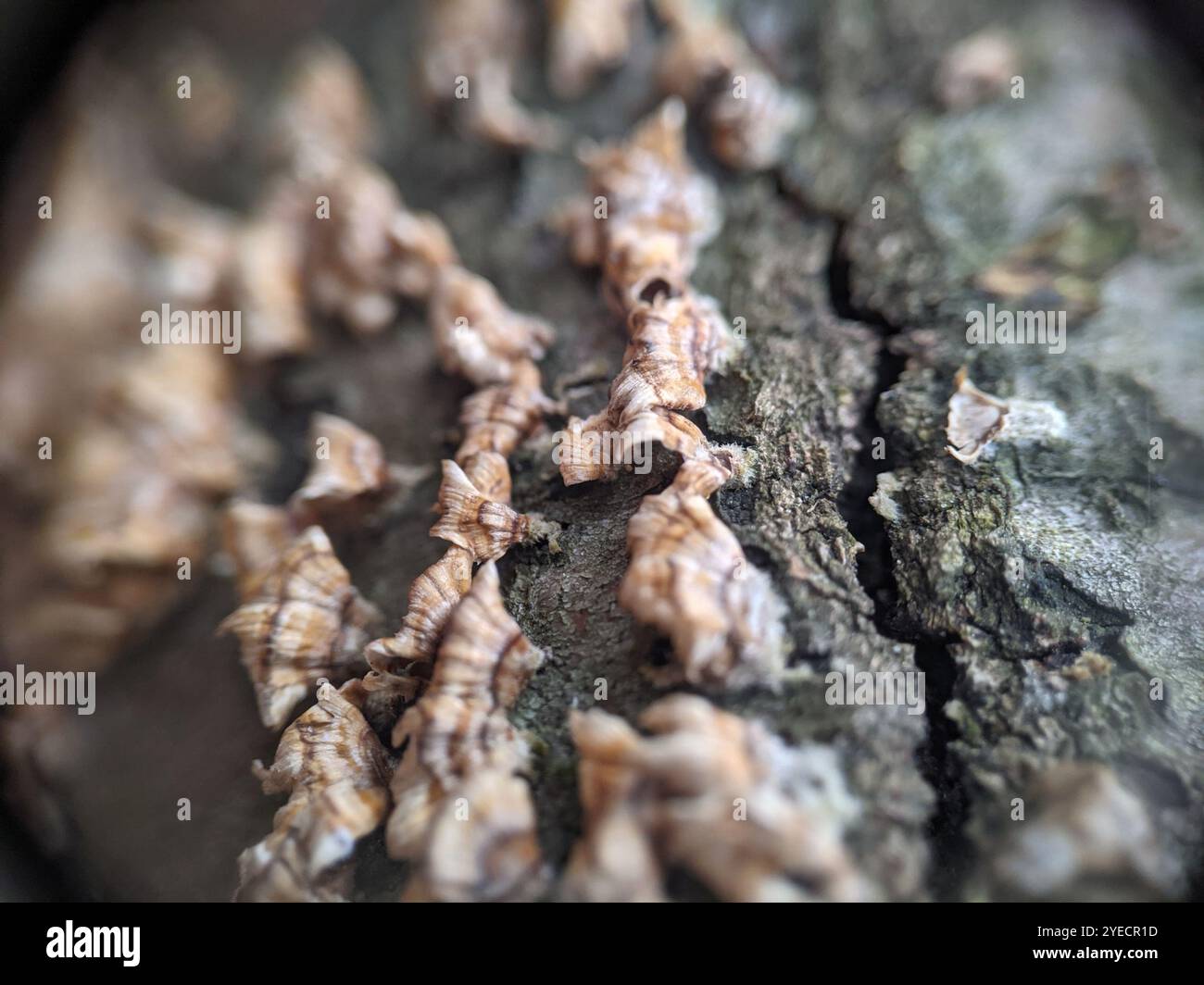 crowded parchment (Stereum complicatum Stock Photo - Alamy