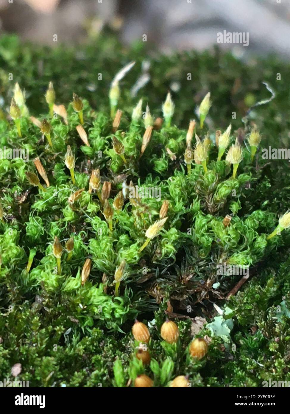 crisped pincushion (Ulota crispa Stock Photo - Alamy