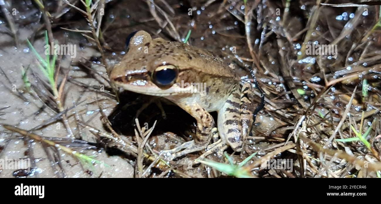 Australian Wood Frog (Papurana daemeli Stock Photo - Alamy