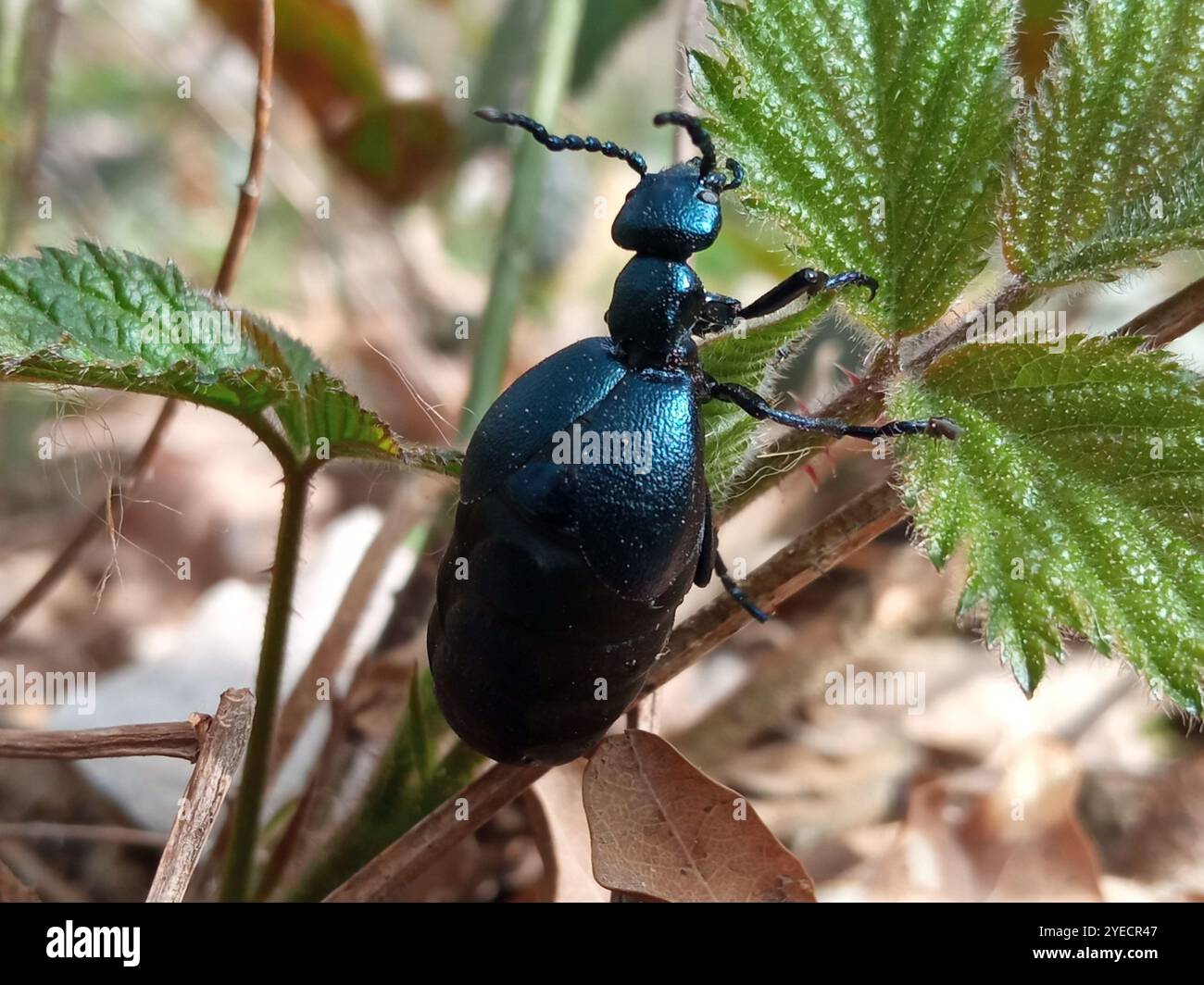 Violet Oil Beetle (Meloe violaceus Stock Photo - Alamy