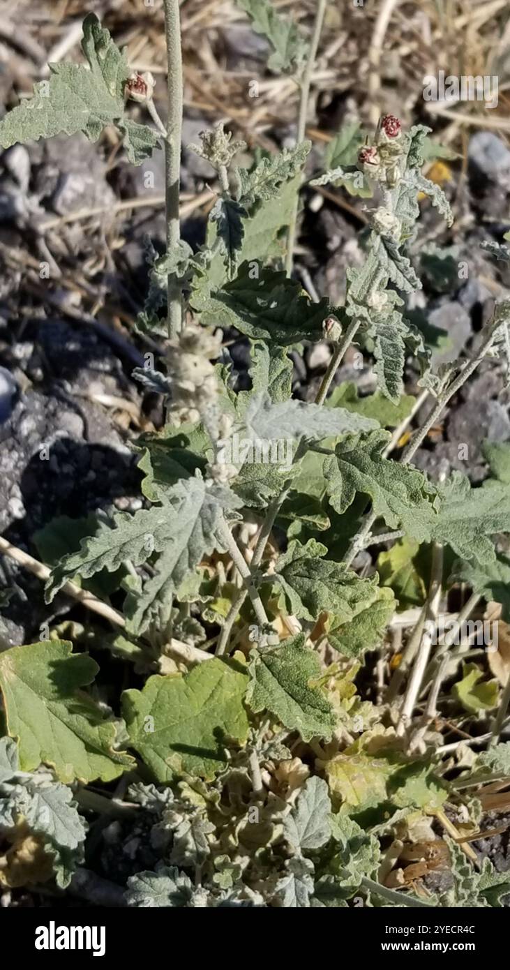 narrowleaf globemallow (Sphaeralcea angustifolia Stock Photo - Alamy