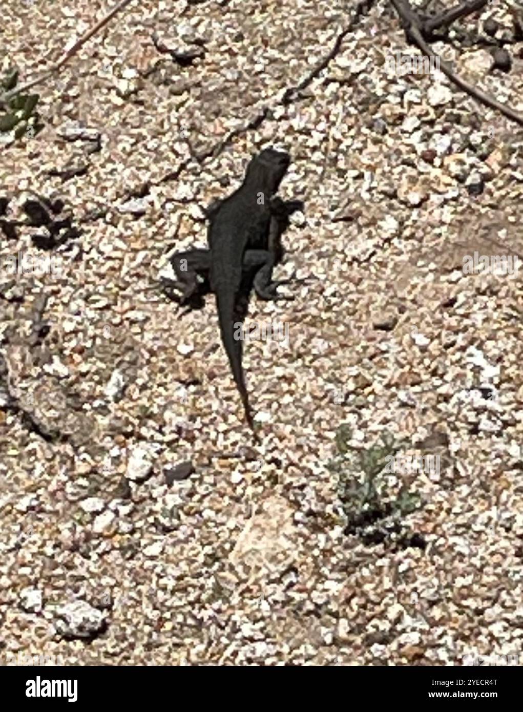 Great Basin Fence Lizard (Sceloporus occidentalis longipes Stock Photo ...