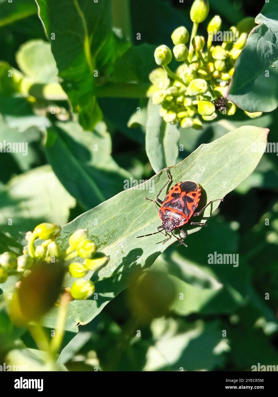 cruciferous bug (Eurydema ventralis Stock Photo - Alamy