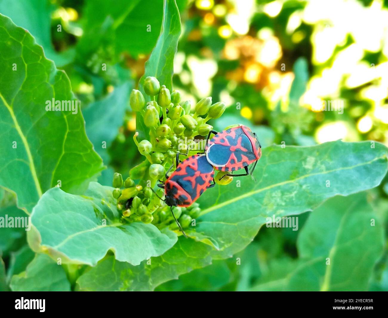 cruciferous bug (Eurydema ventralis Stock Photo - Alamy