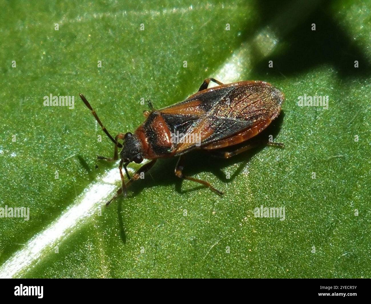 Elm Seed Bug (Arocatus melanocephalus Stock Photo - Alamy