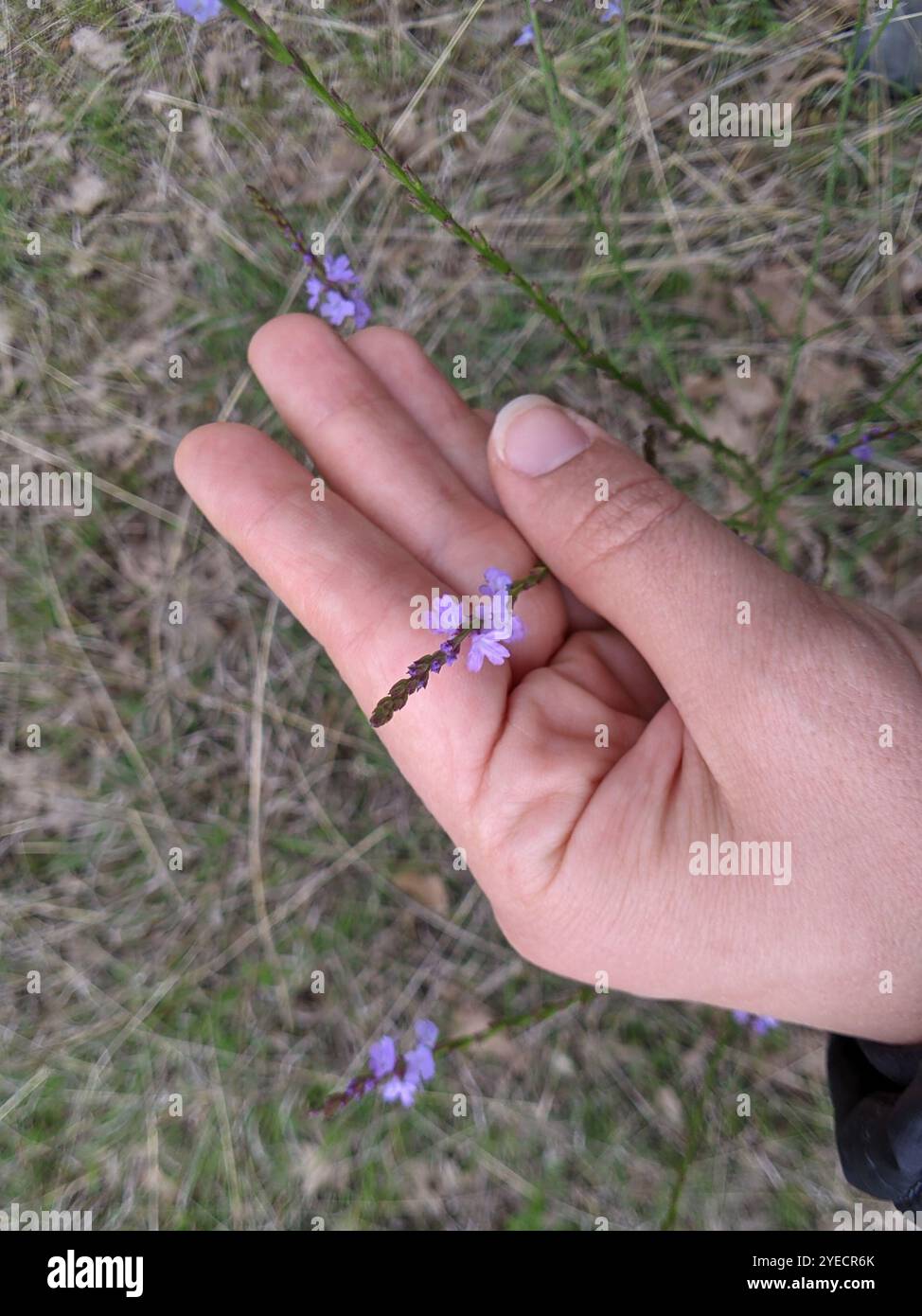 Texas vervain hi-res stock photography and images - Alamy