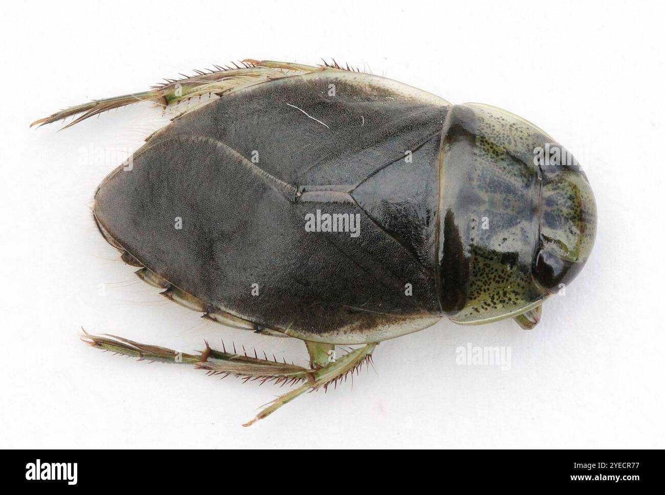 saucer bug (Ilyocoris cimicoides Stock Photo - Alamy