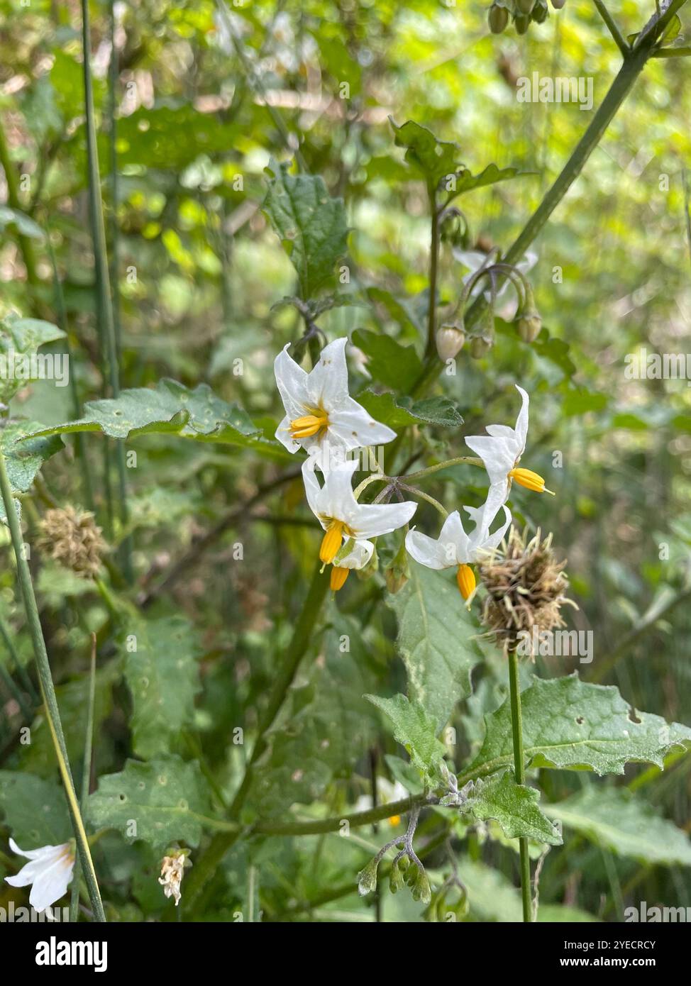 greenspot nightshade (Solanum douglasii Stock Photo - Alamy