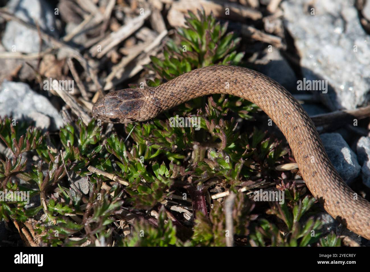 DeKay's Brownsnake (Storeria dekayi Stock Photo - Alamy