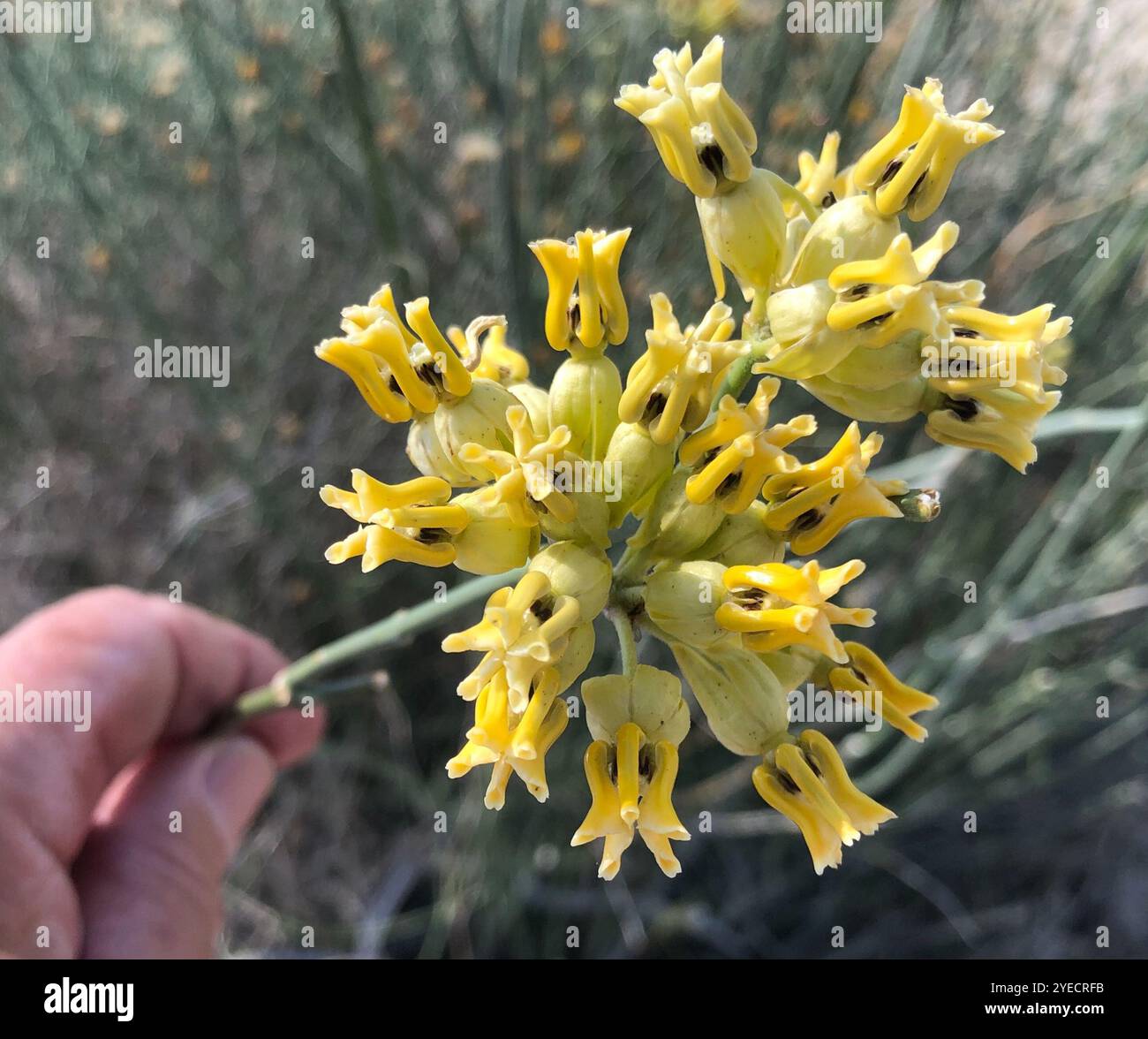 rush milkweed (Asclepias subulata Stock Photo - Alamy