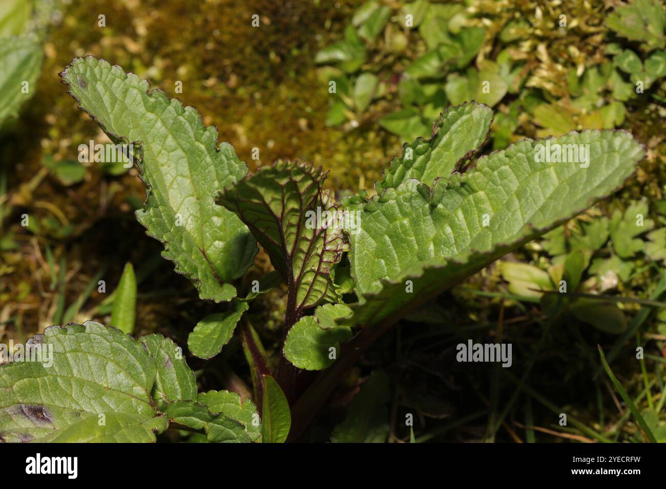 Water Figwort (Scrophularia auriculata Stock Photo - Alamy