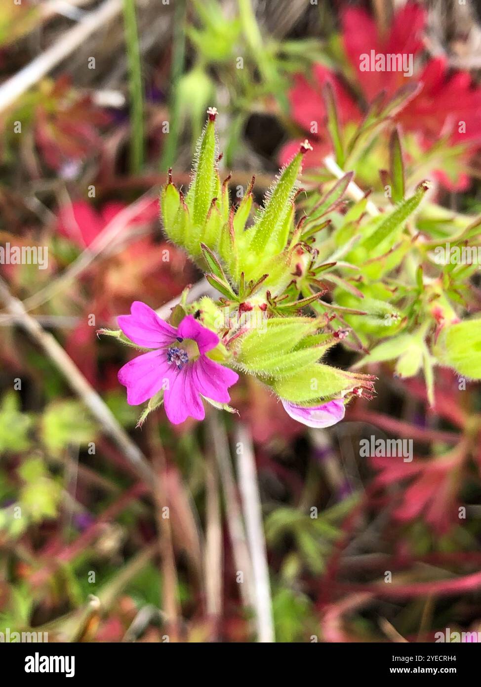 Cut-leaved crane's-bill (Geranium dissectum Stock Photo - Alamy