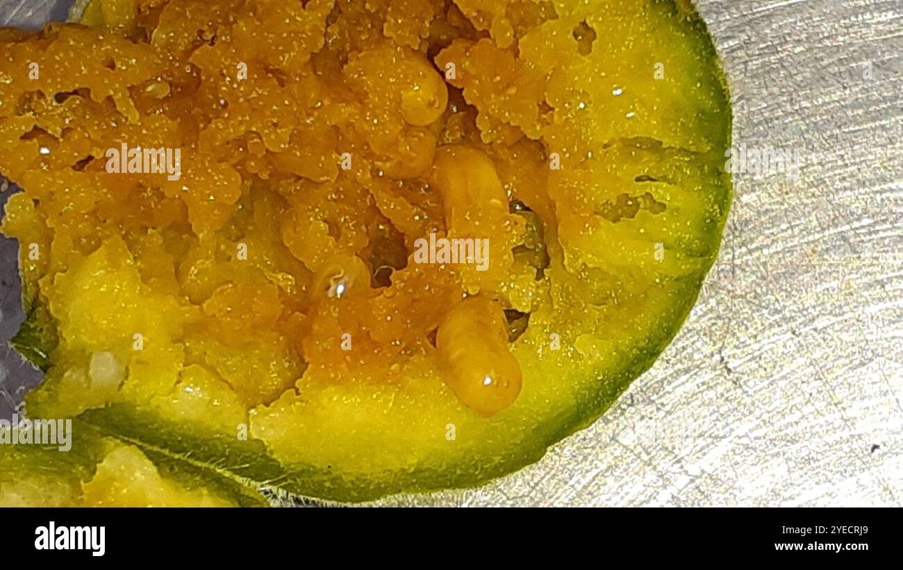 Cucurbit Fruit Flies (Dacinae Stock Photo - Alamy