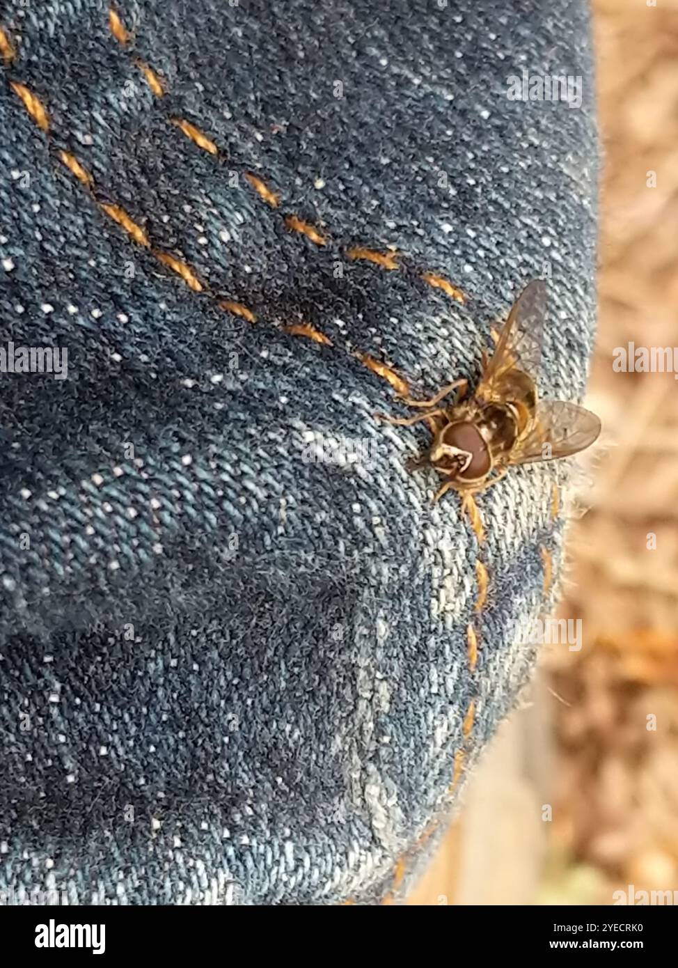 Copperback Flies (Ferdinandea Stock Photo - Alamy