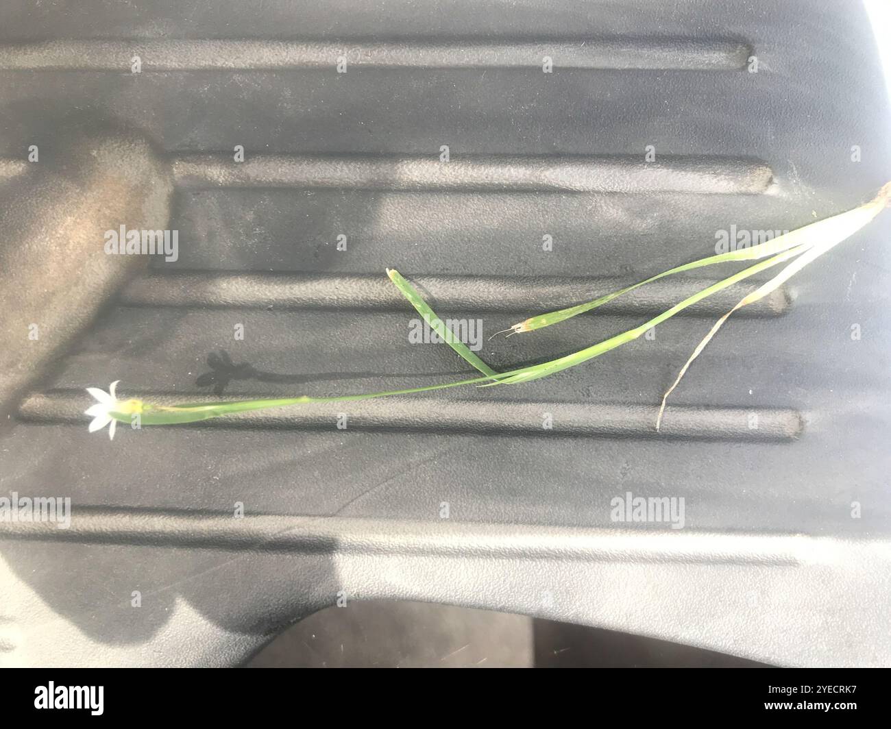 Pigroot hi-res stock photography and images - Alamy