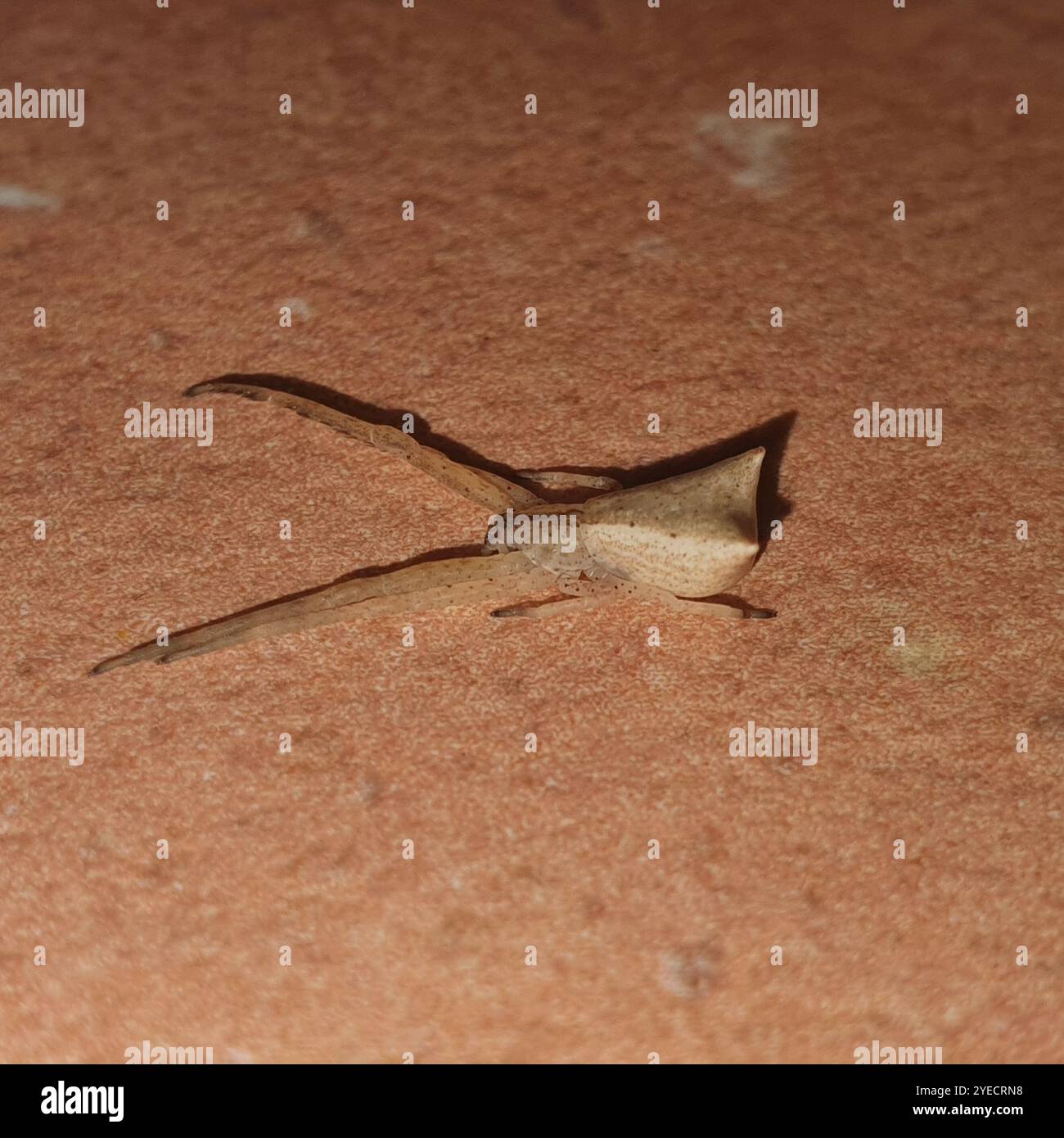 Trapezoid Crab Spider (Sidymella trapezia Stock Photo - Alamy