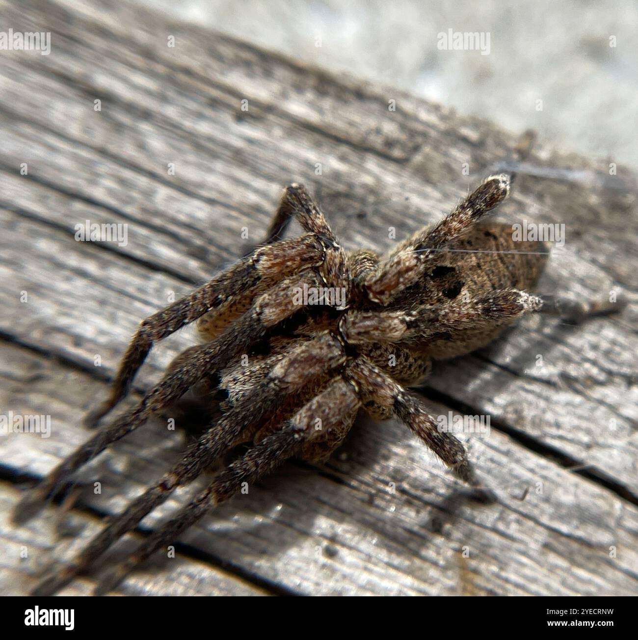 Mediterranean Spiny False Wolf Spider (Zoropsis spinimana Stock Photo ...