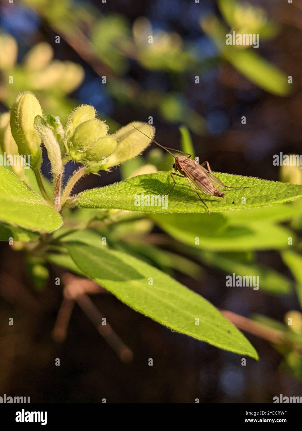 Winged and Once-winged Insects (Pterygota Stock Photo - Alamy