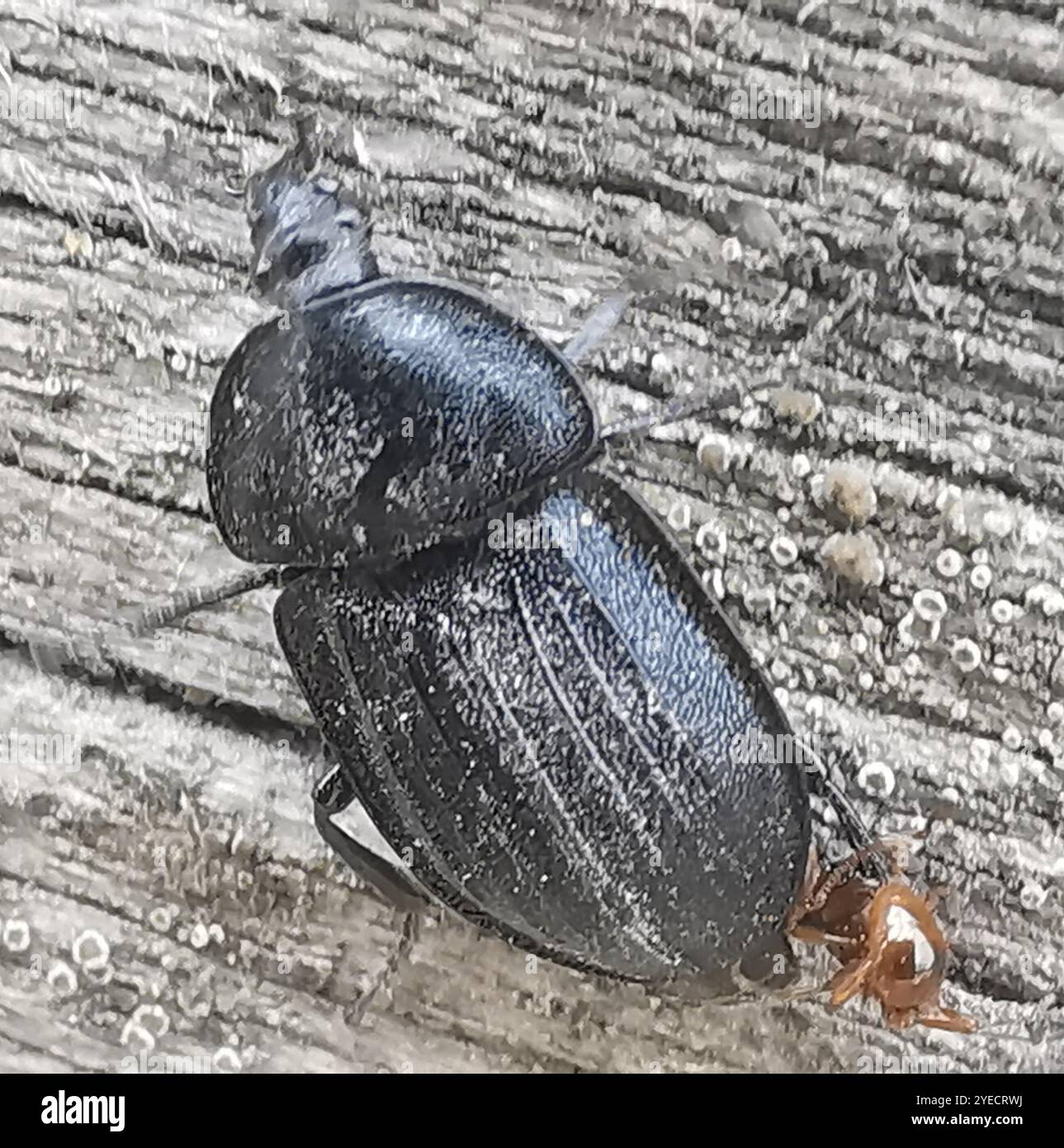 Black snail beetle (Phosphuga atrata Stock Photo - Alamy