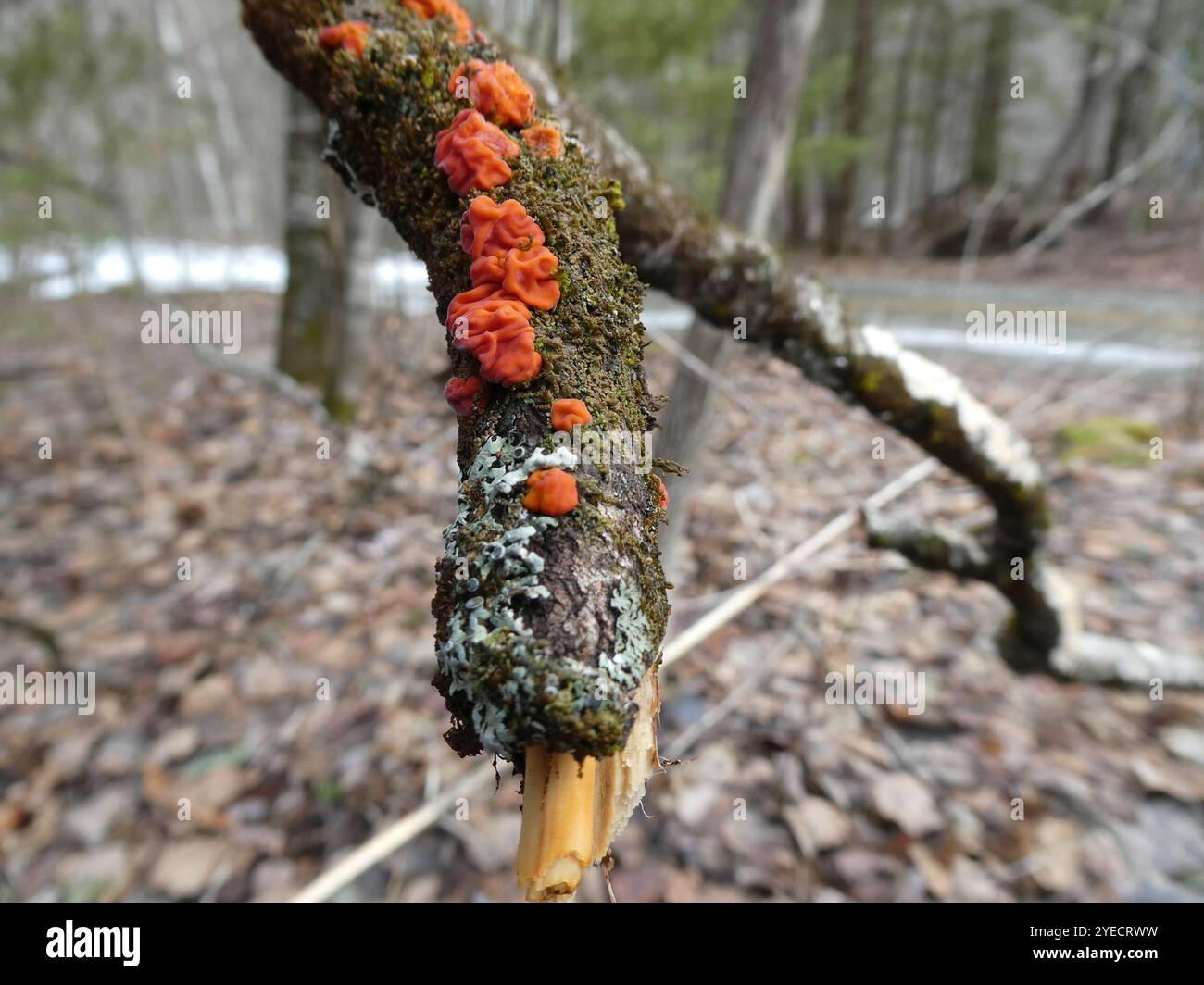 Red Tree Brain Fungus (Peniophora rufa Stock Photo - Alamy