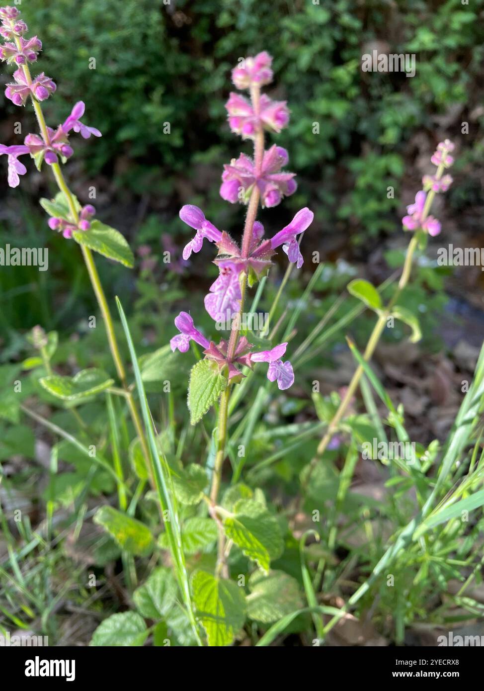 California Hedge Nettle (Stachys bullata Stock Photo - Alamy