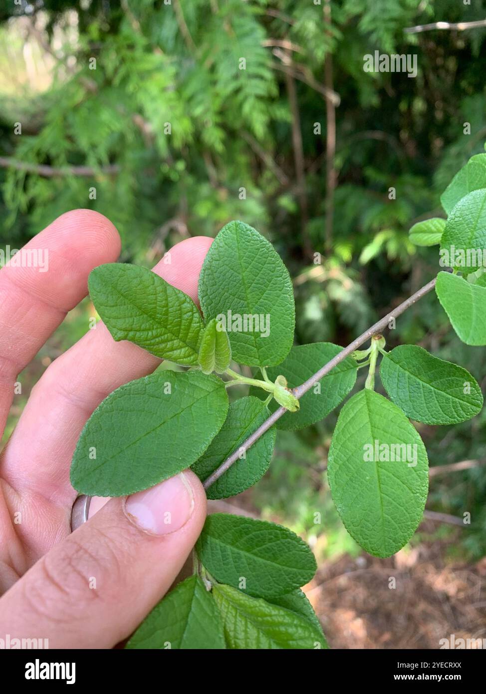 Prunus emarginata hi-res stock photography and images - Alamy