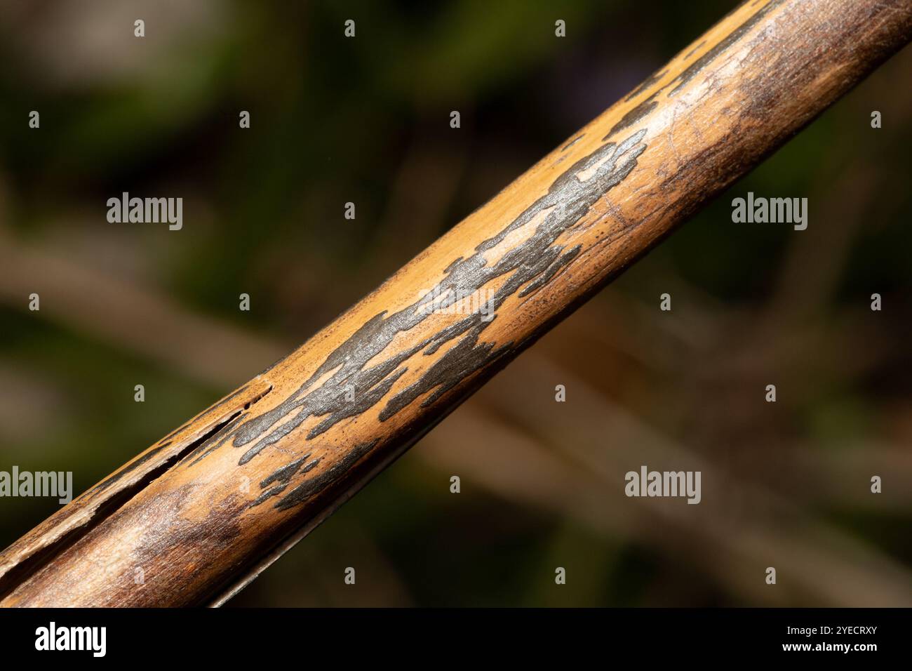 Map of bracken hi-res stock photography and images - Alamy