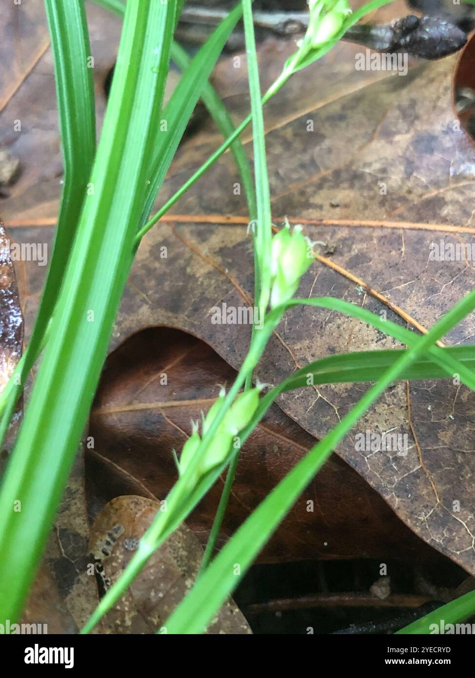 flat-spiked sedge (Carex planispicata Stock Photo - Alamy