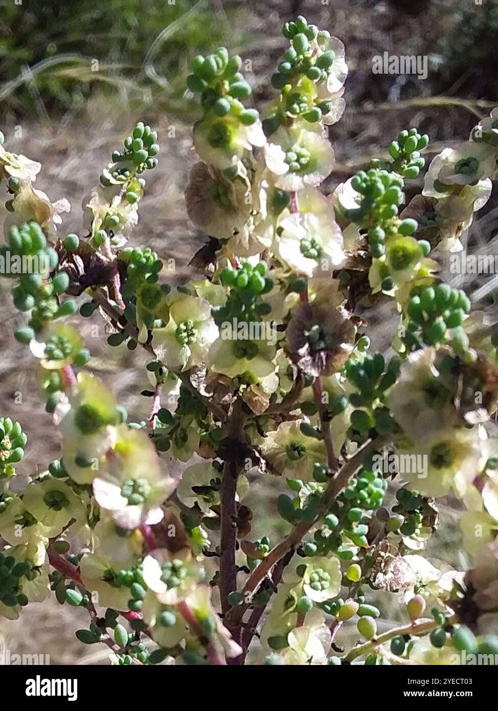 Short leaf bluebush hi-res stock photography and images - Alamy