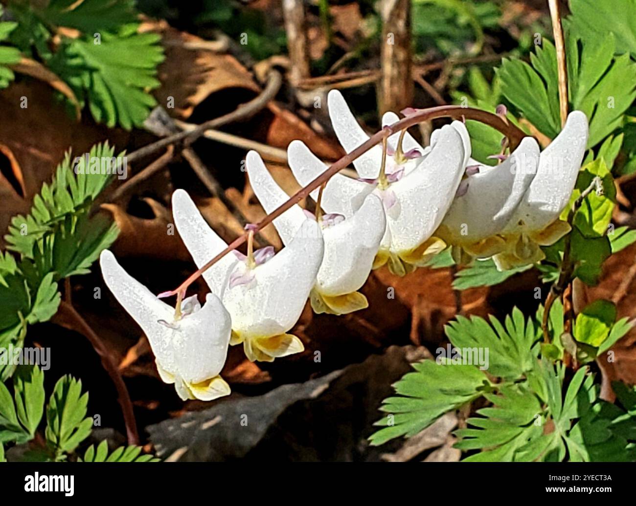 Dutchman's breeches (Dicentra cucullaria Stock Photo - Alamy