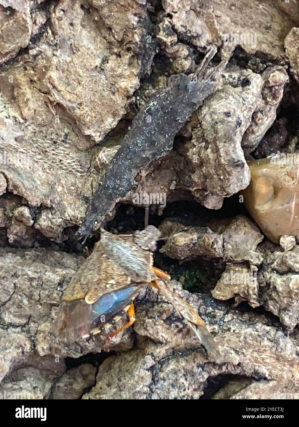 Spined Soldier Bug (Podisus maculiventris Stock Photo - Alamy