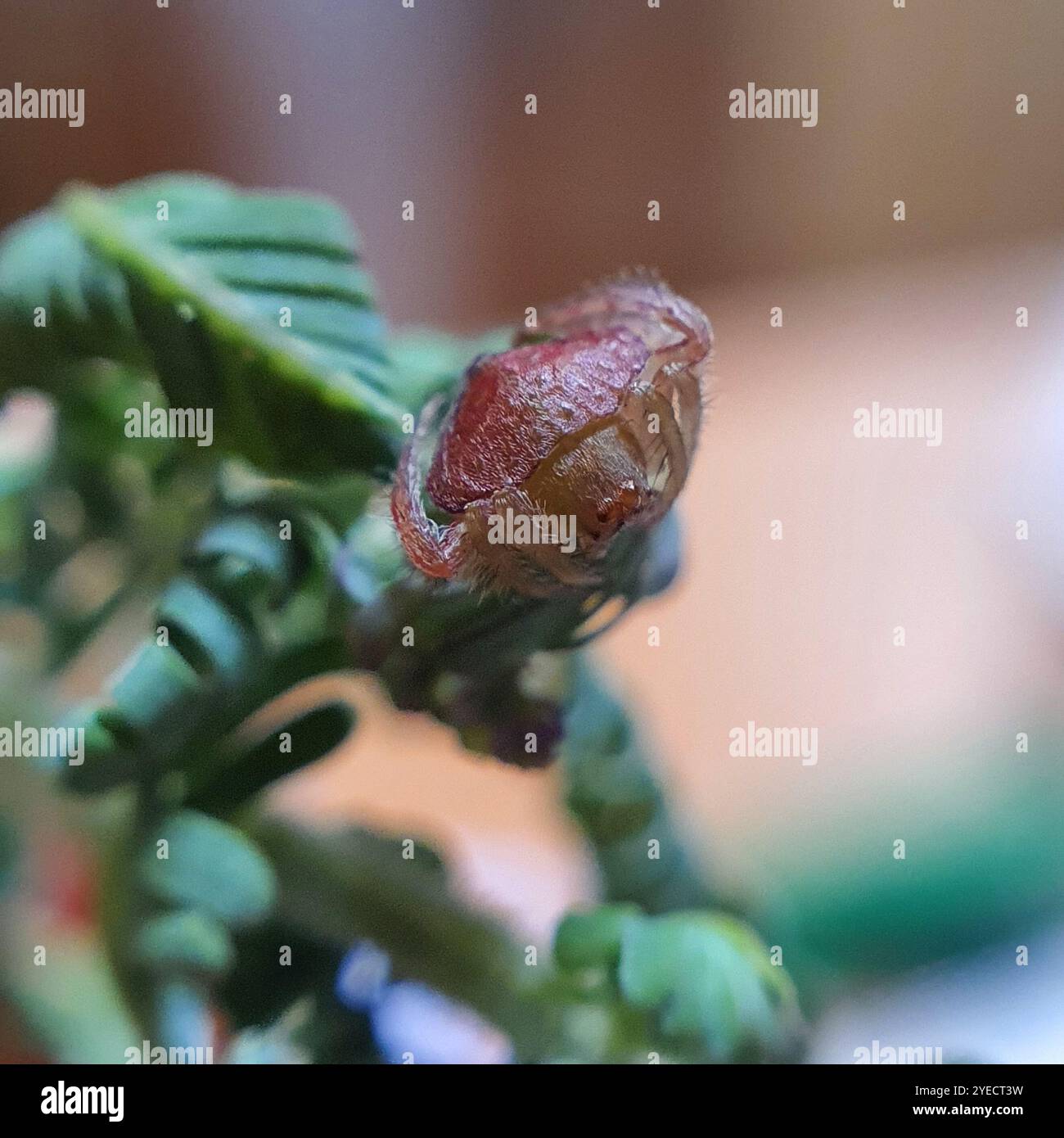 Wrap-around Spiders (Dolophones Stock Photo - Alamy