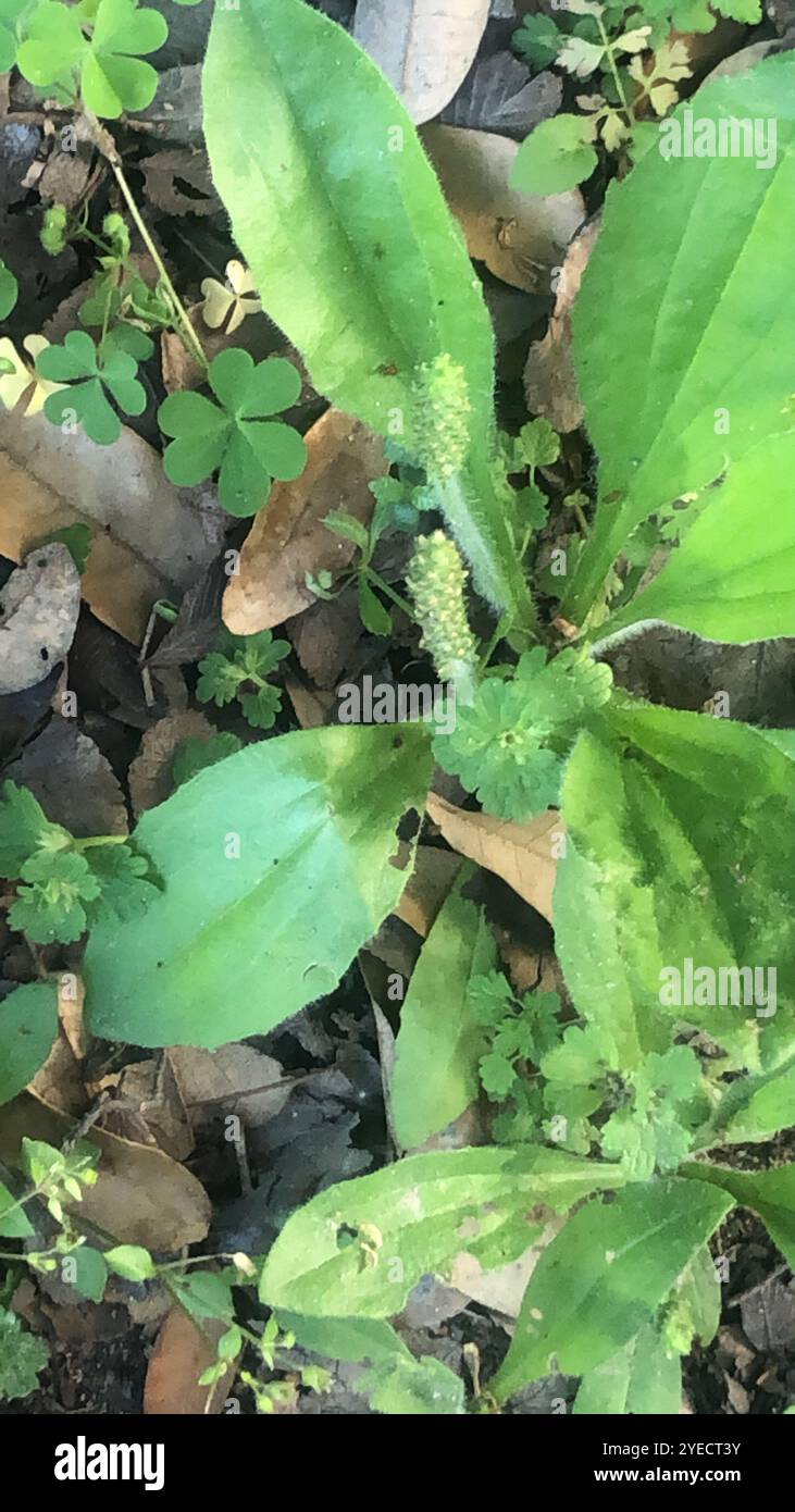 dwarf plantain (Plantago virginica Stock Photo - Alamy