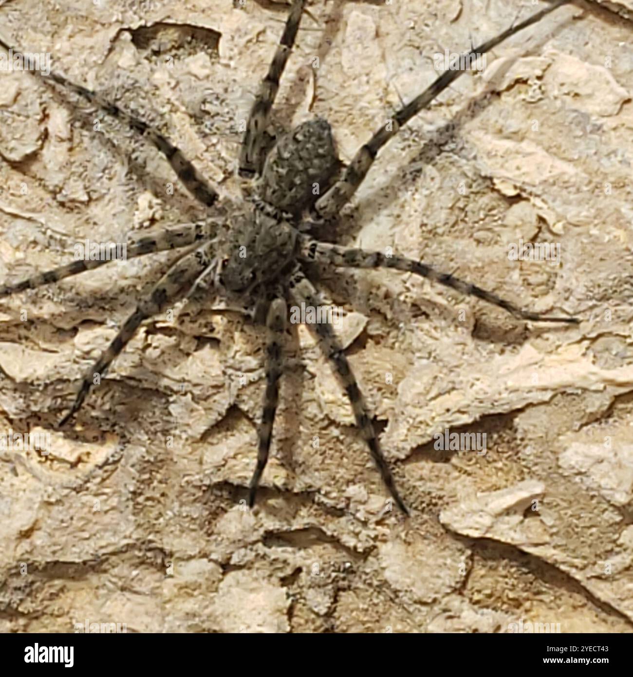Thin-legged Wolf Spiders (Pardosa Stock Photo - Alamy